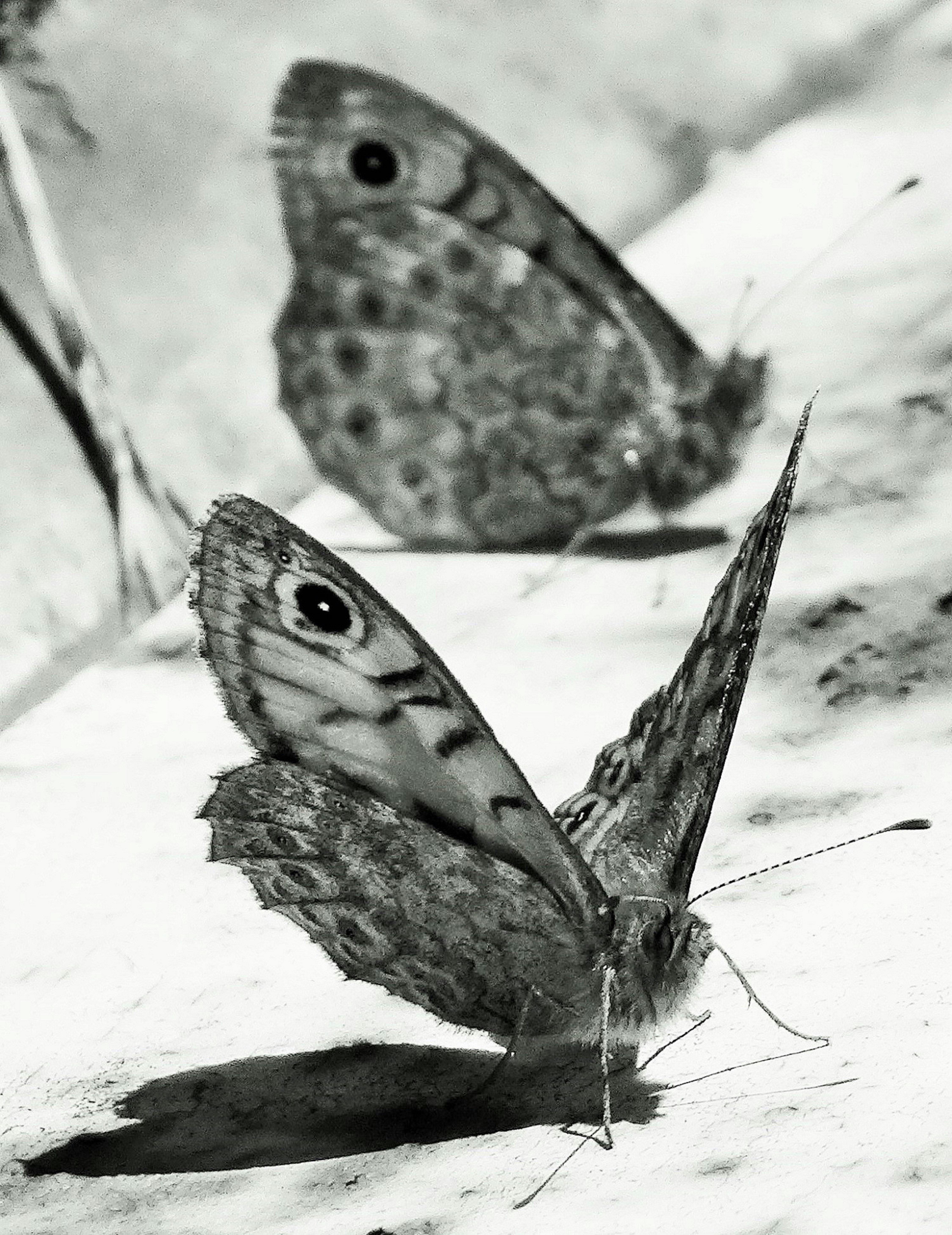 Two butterflies resting on a light surface