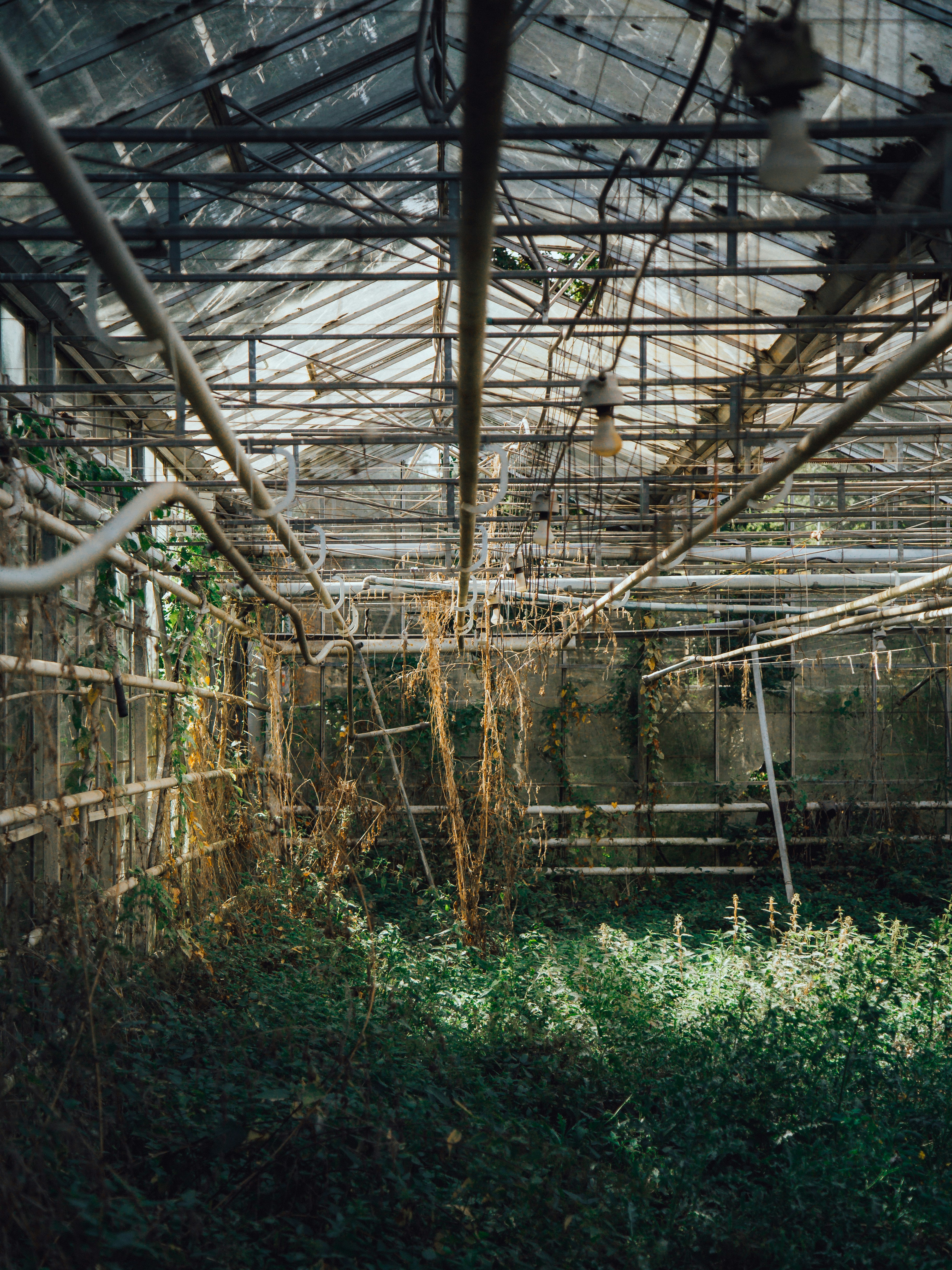 Invernadero abandonado cubierto de maleza con luz solar que se filtra ...