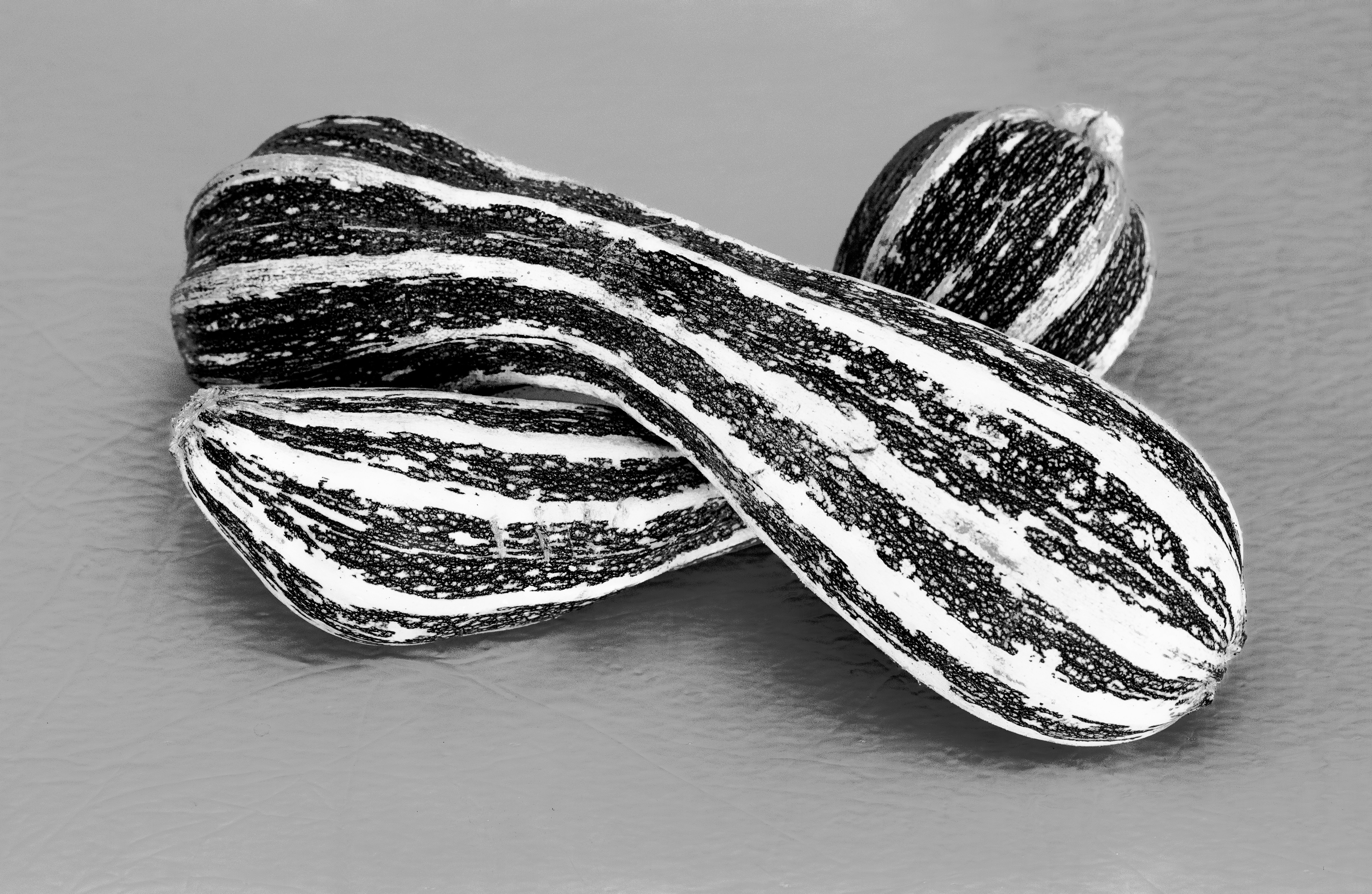 Stripes of Nature: The Artistry of Squash