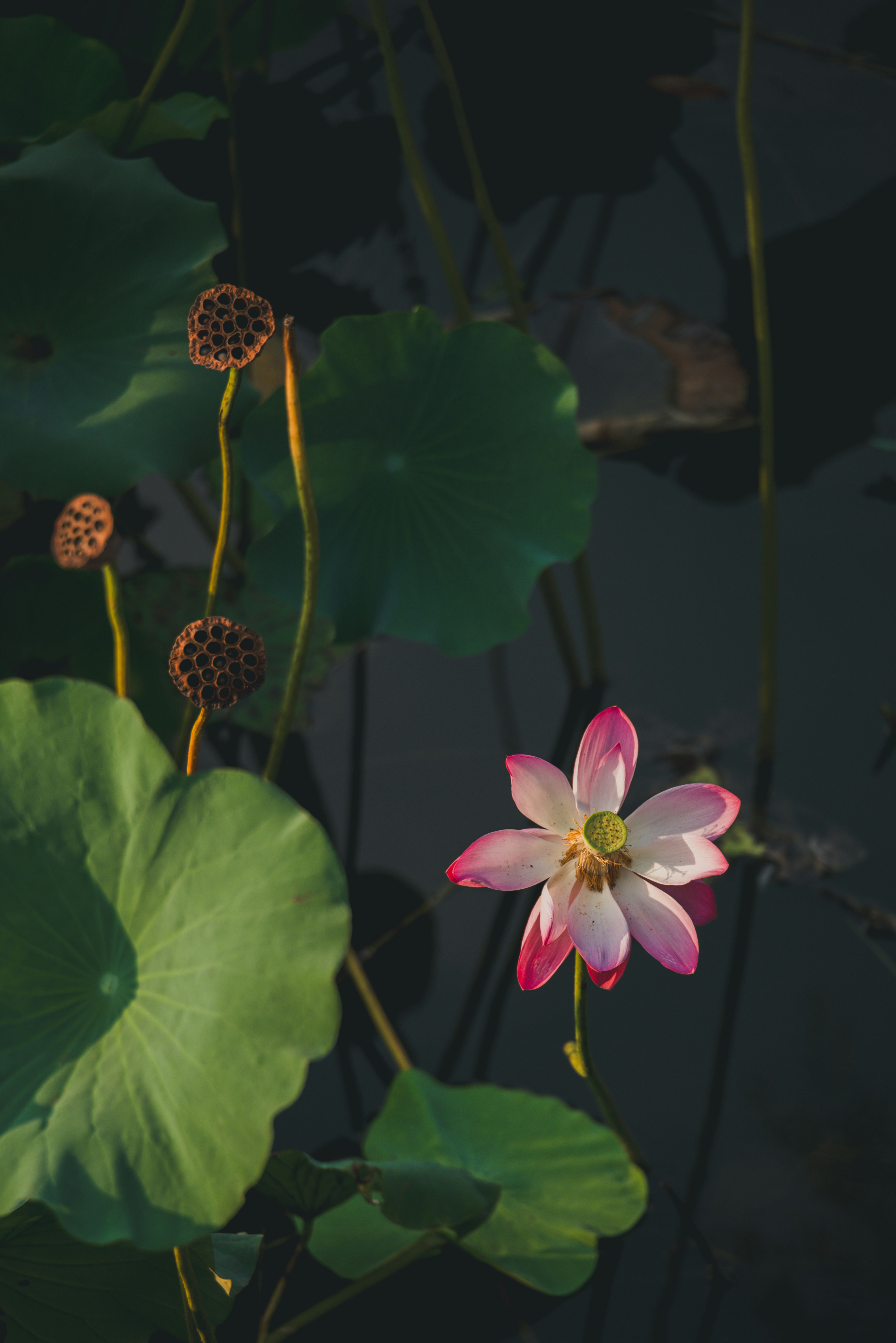 Lotus Blossom Amidst Serenity