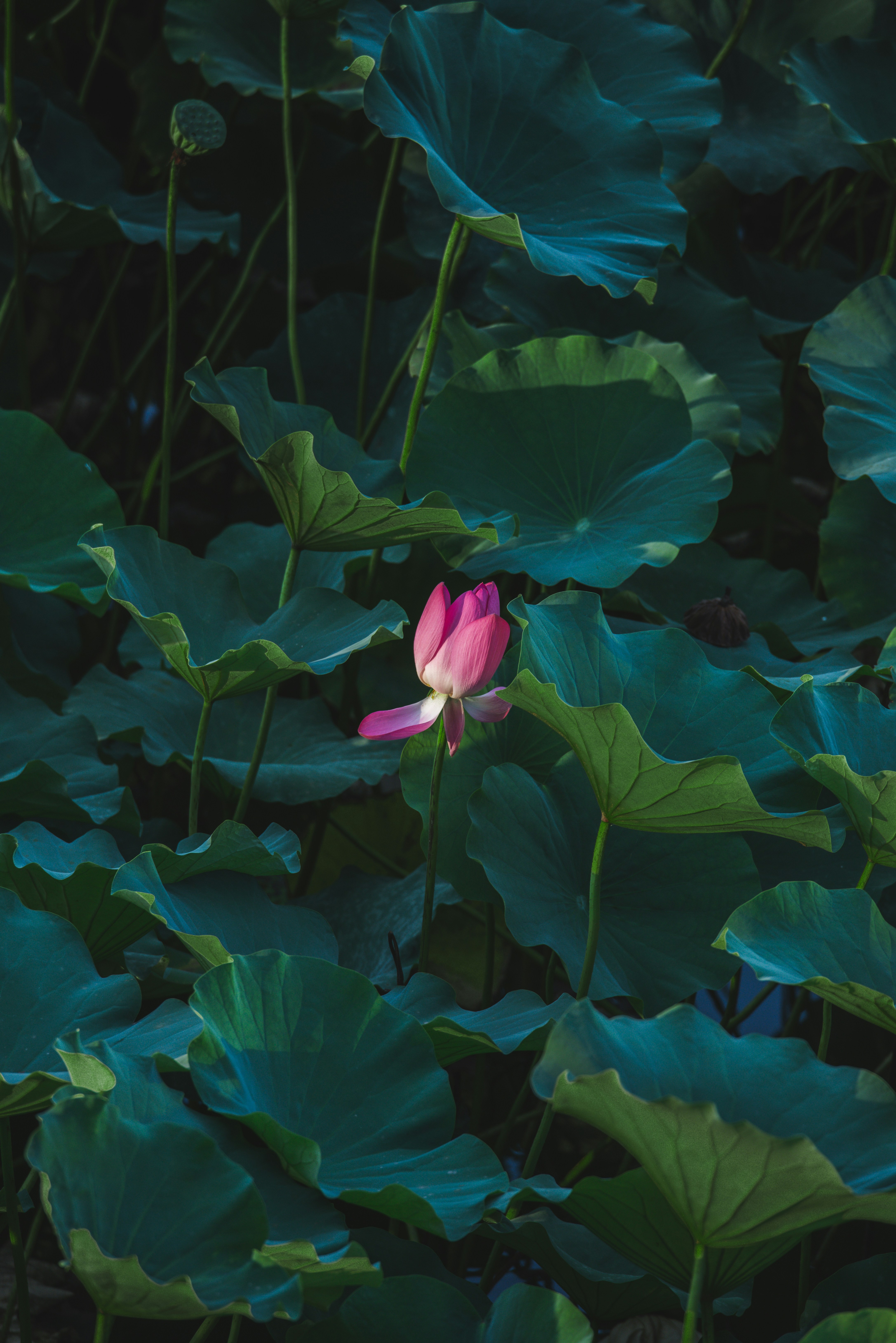 A single pink lotus flower among green leaves. photo – Free Plant Image ...