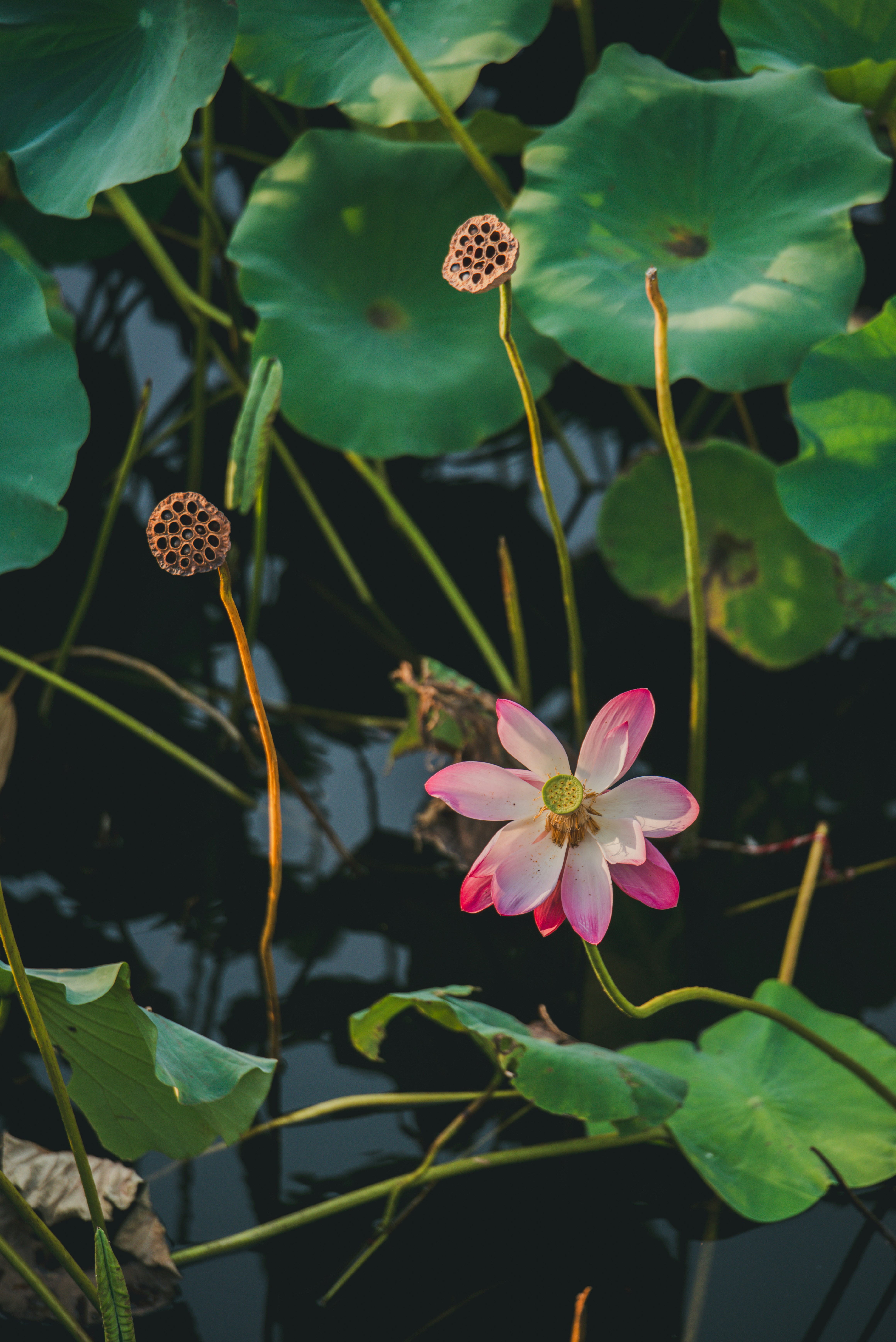 A delicate pink lotus flower surrounded by green lily pads and dried seed pods, reflecting the serenity of a tranquil water garden.