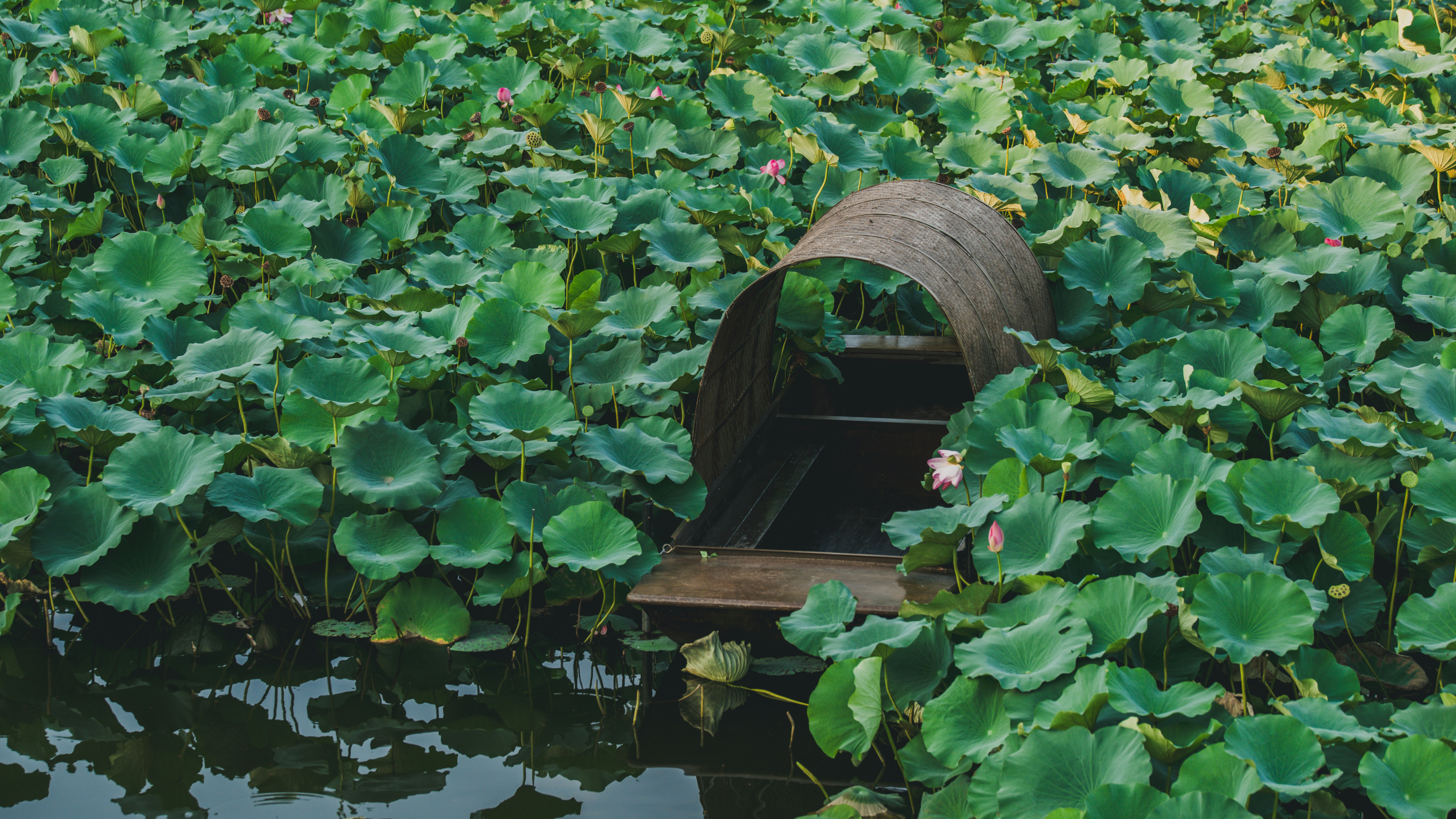 Whispers of Tranquility: The Hidden Retreat