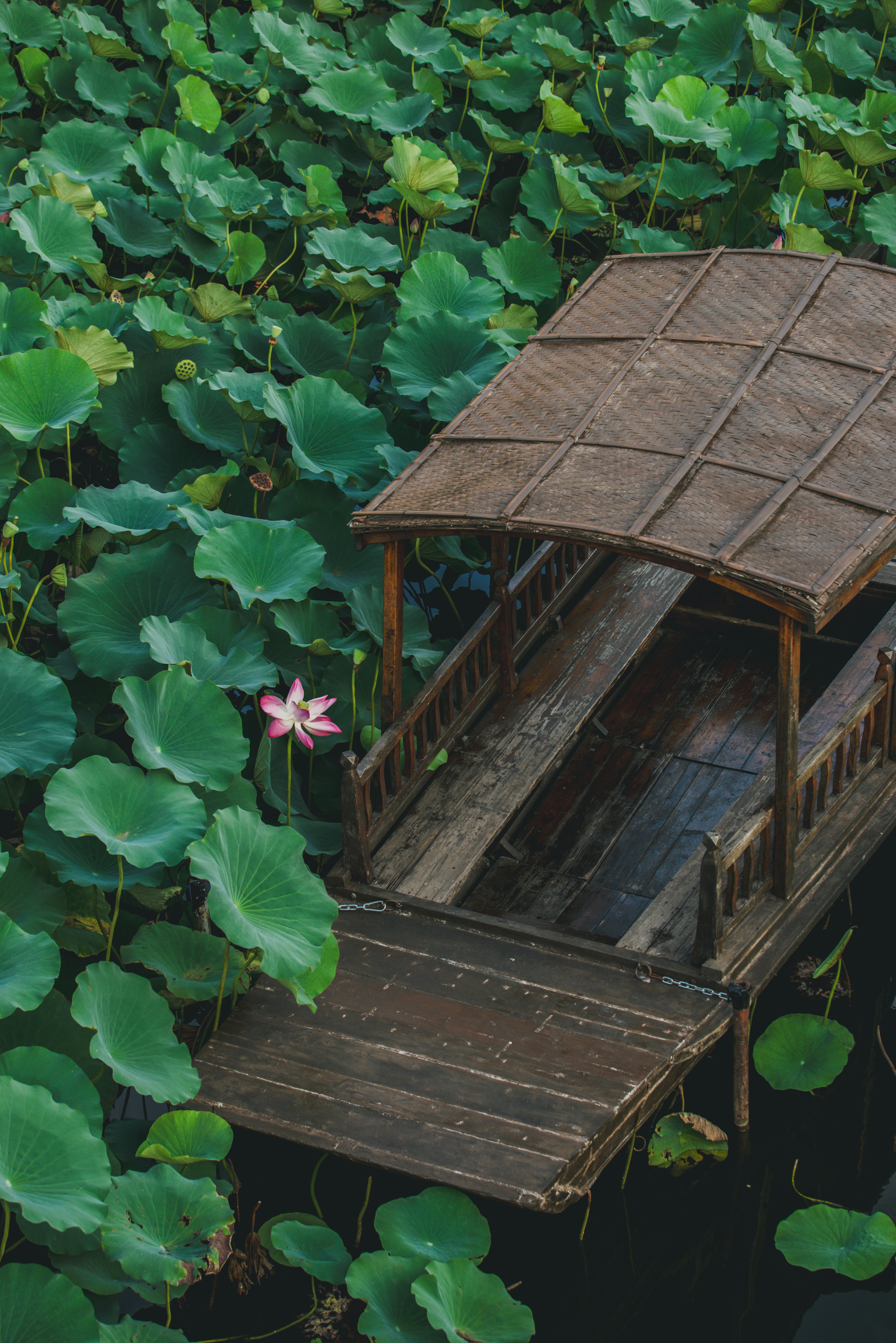 Serenity Amidst the Lotus