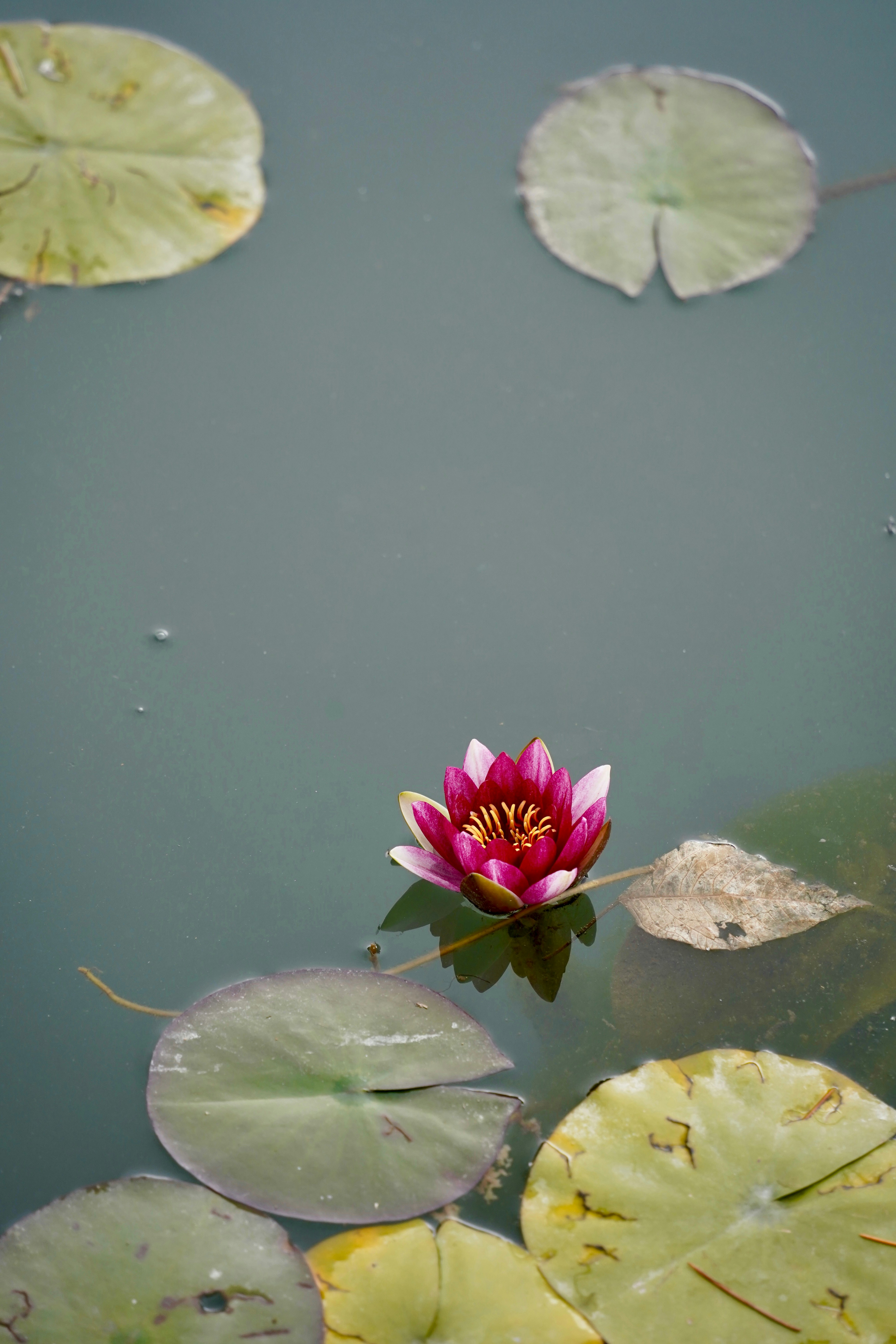 Serenity Amidst the Still Waters