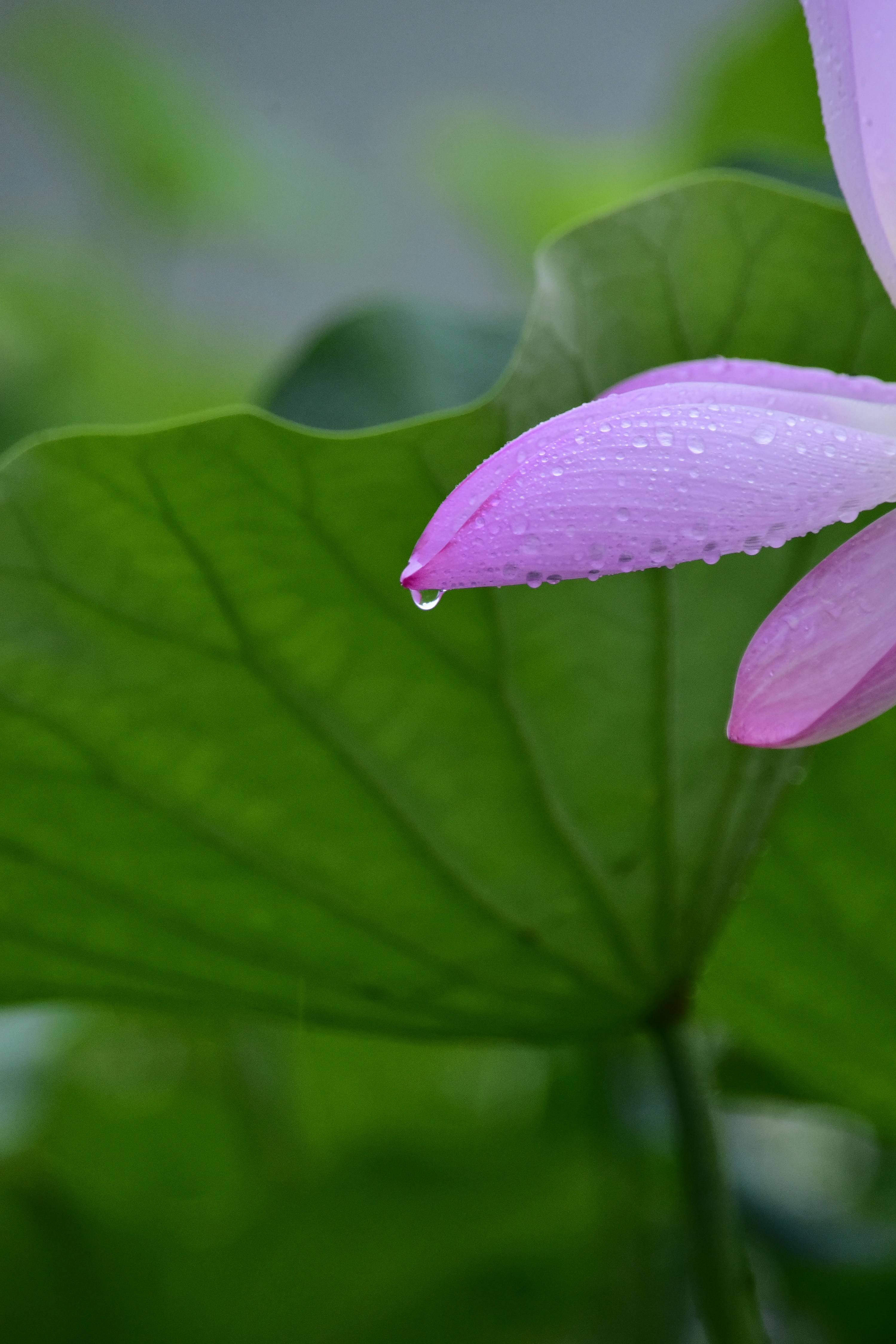 Delicate Serenity of the Lotus Blossom