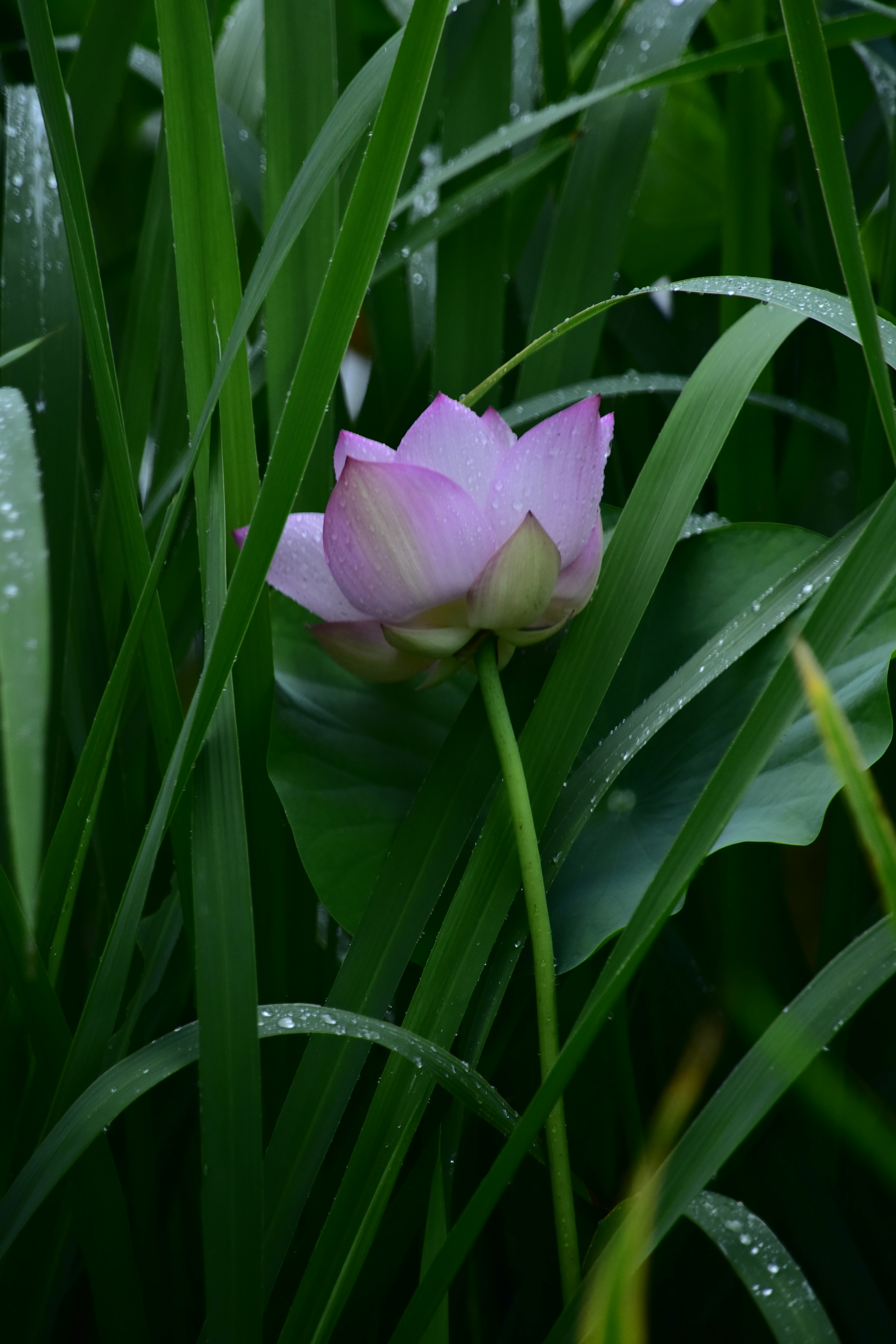 Whispers of Serenity: The Lotus in Green