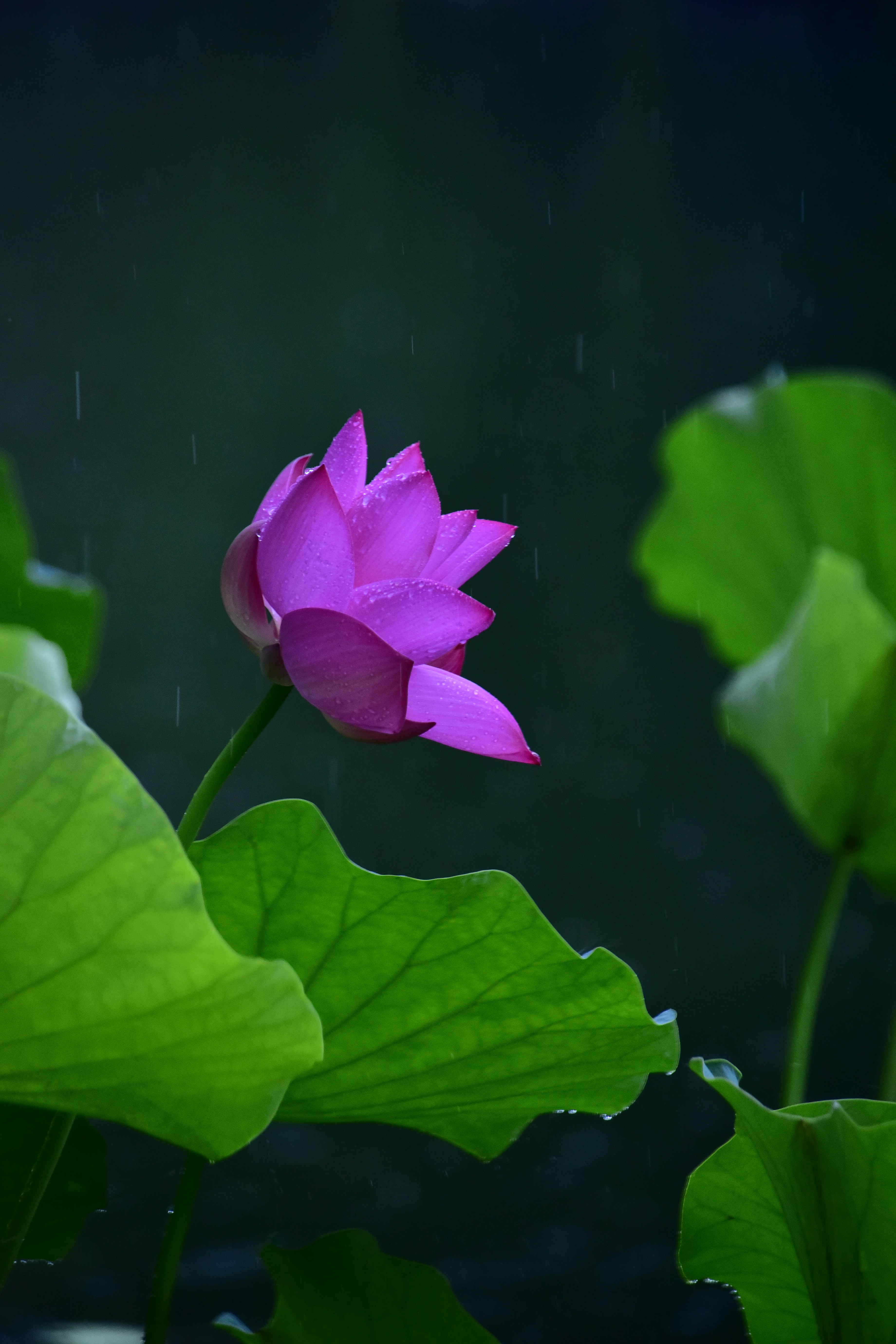 Whispers of Serenity: The Lotus in Rain