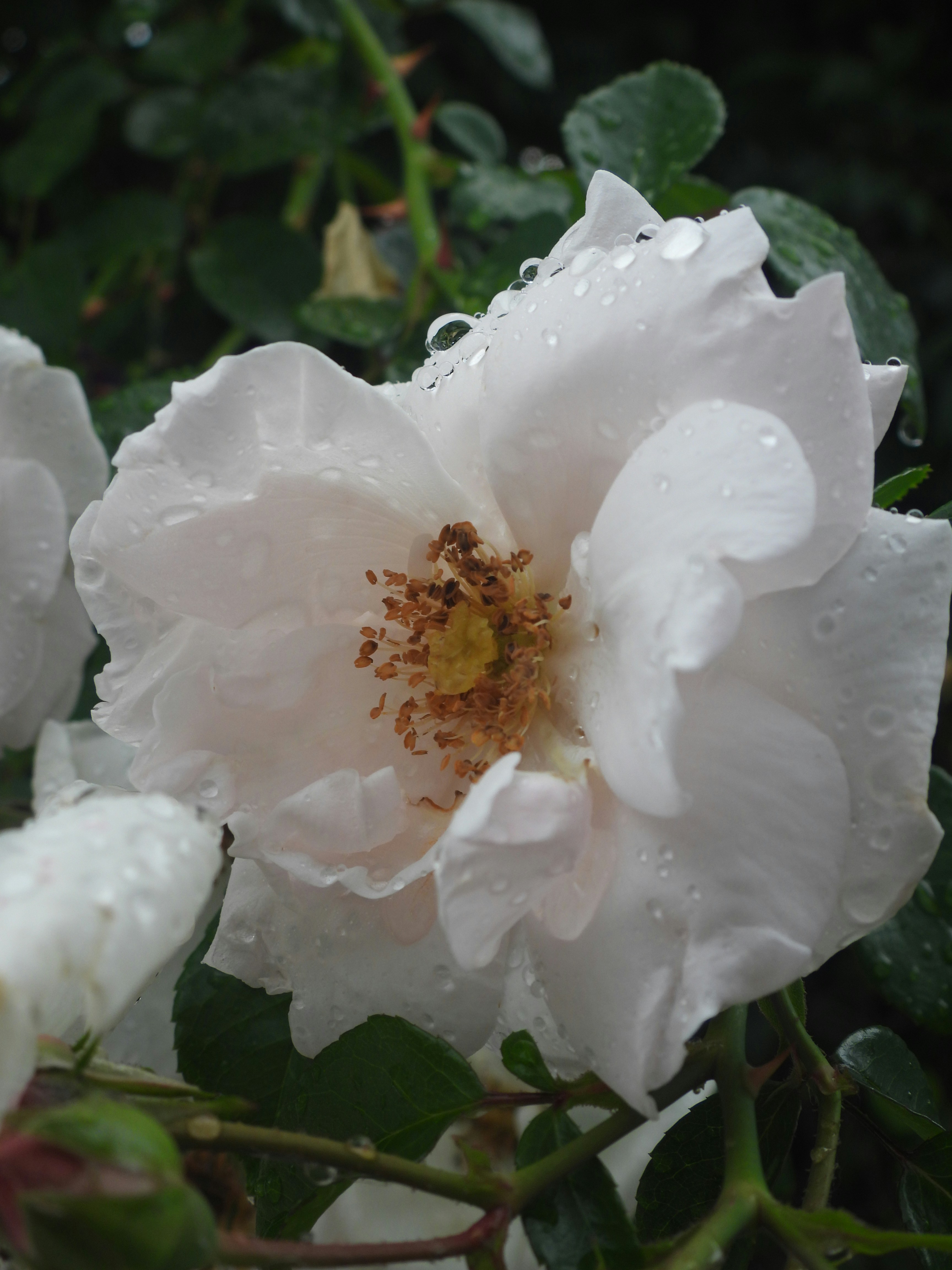 A delicate white rose covered in water droplets.
