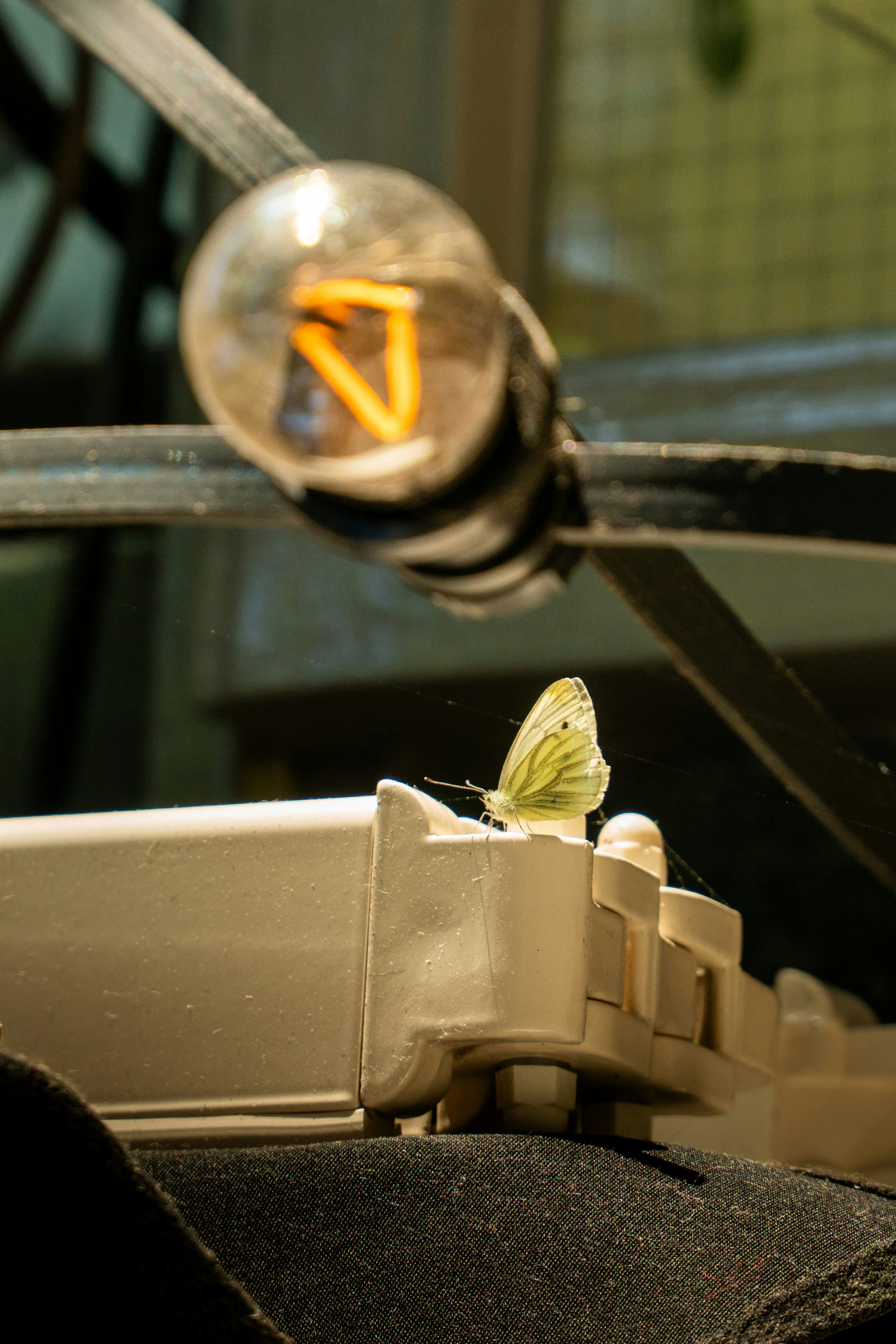 Butterfly at the Edge of a Mechanical World