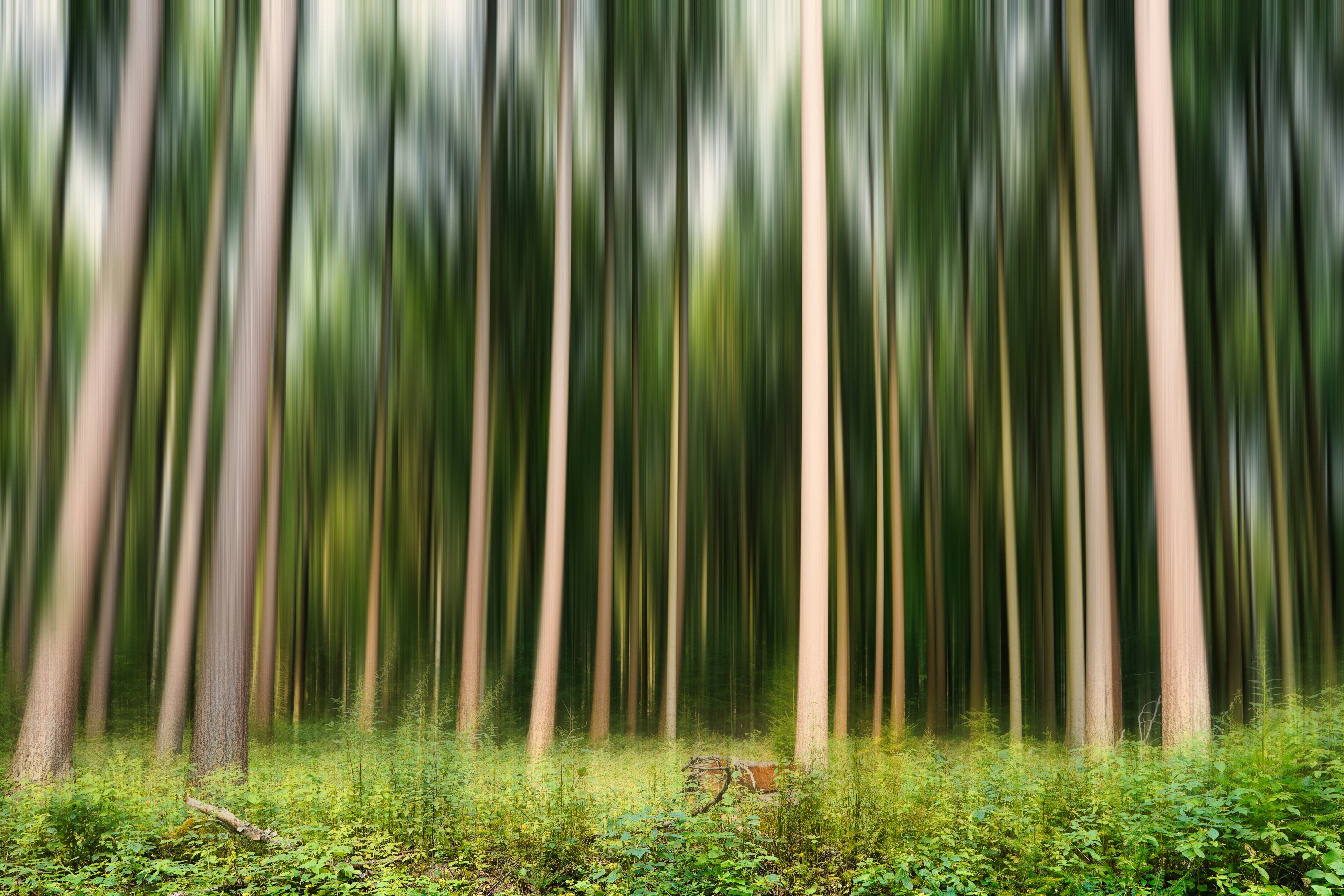 Abstract forest with blurred vertical tree trunks