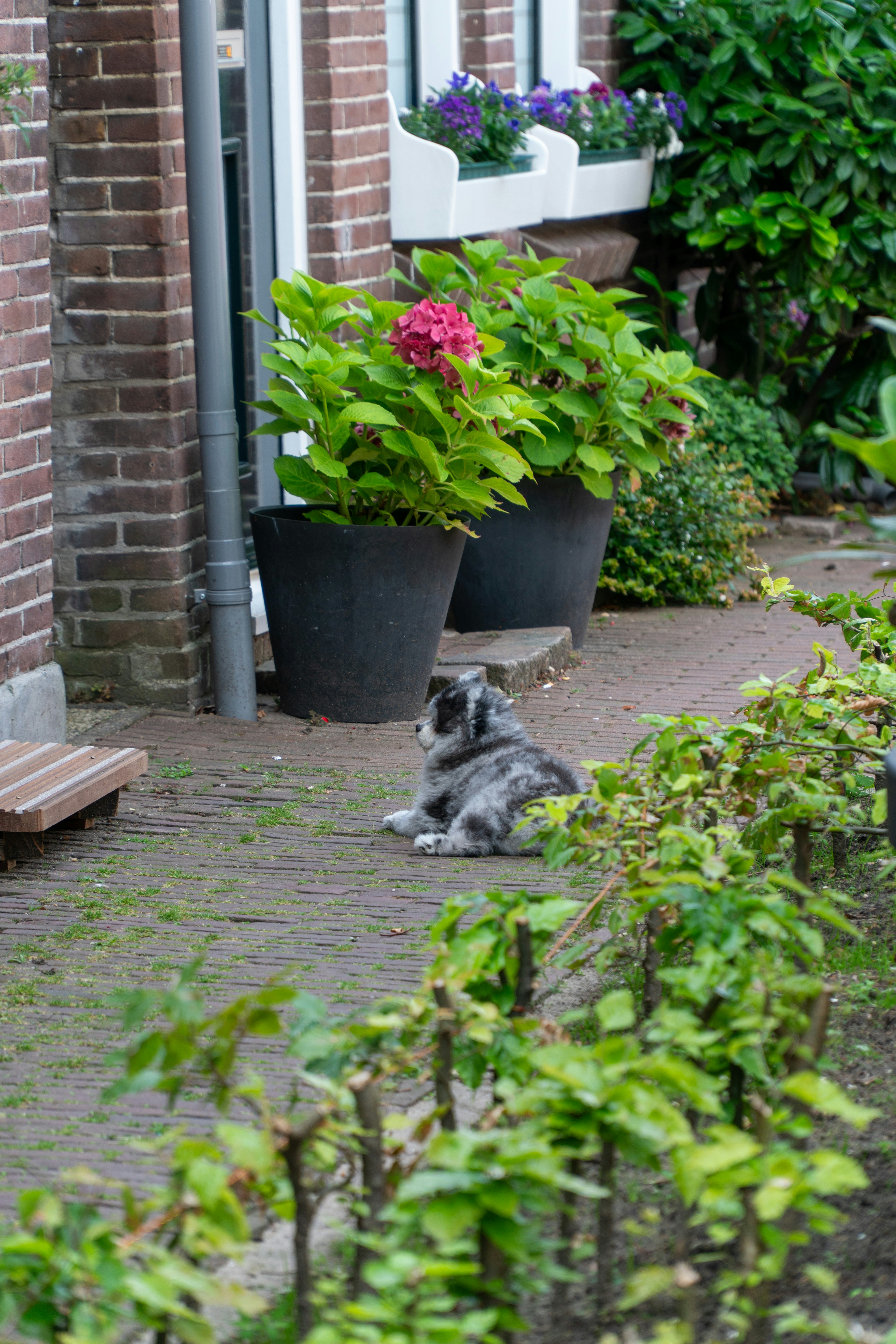 Puppy at the Brick Courtyard: a Quiet Moment Among Flowering Planters