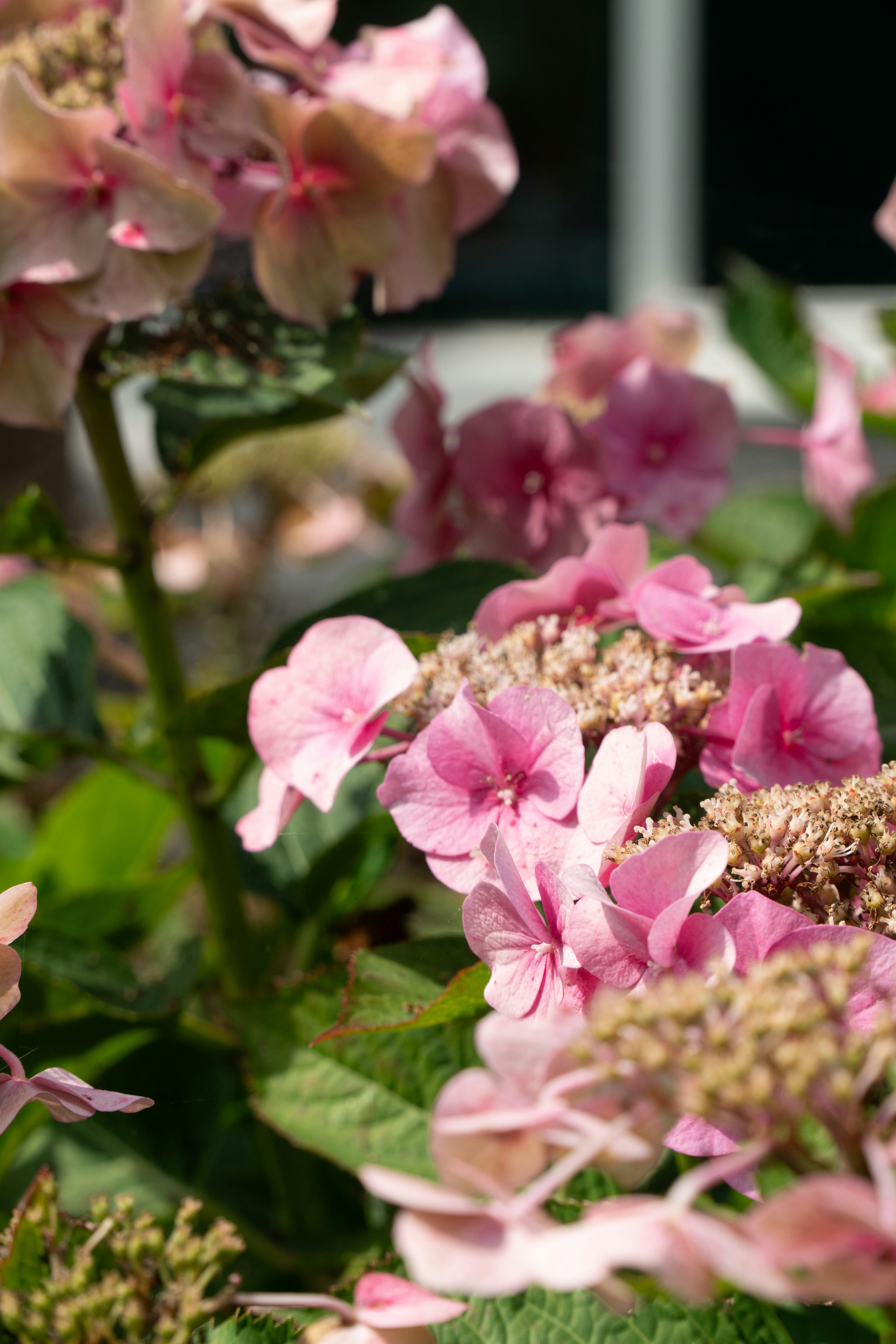 Soft Pink Hydrangea Cluster in Warm Sunlight