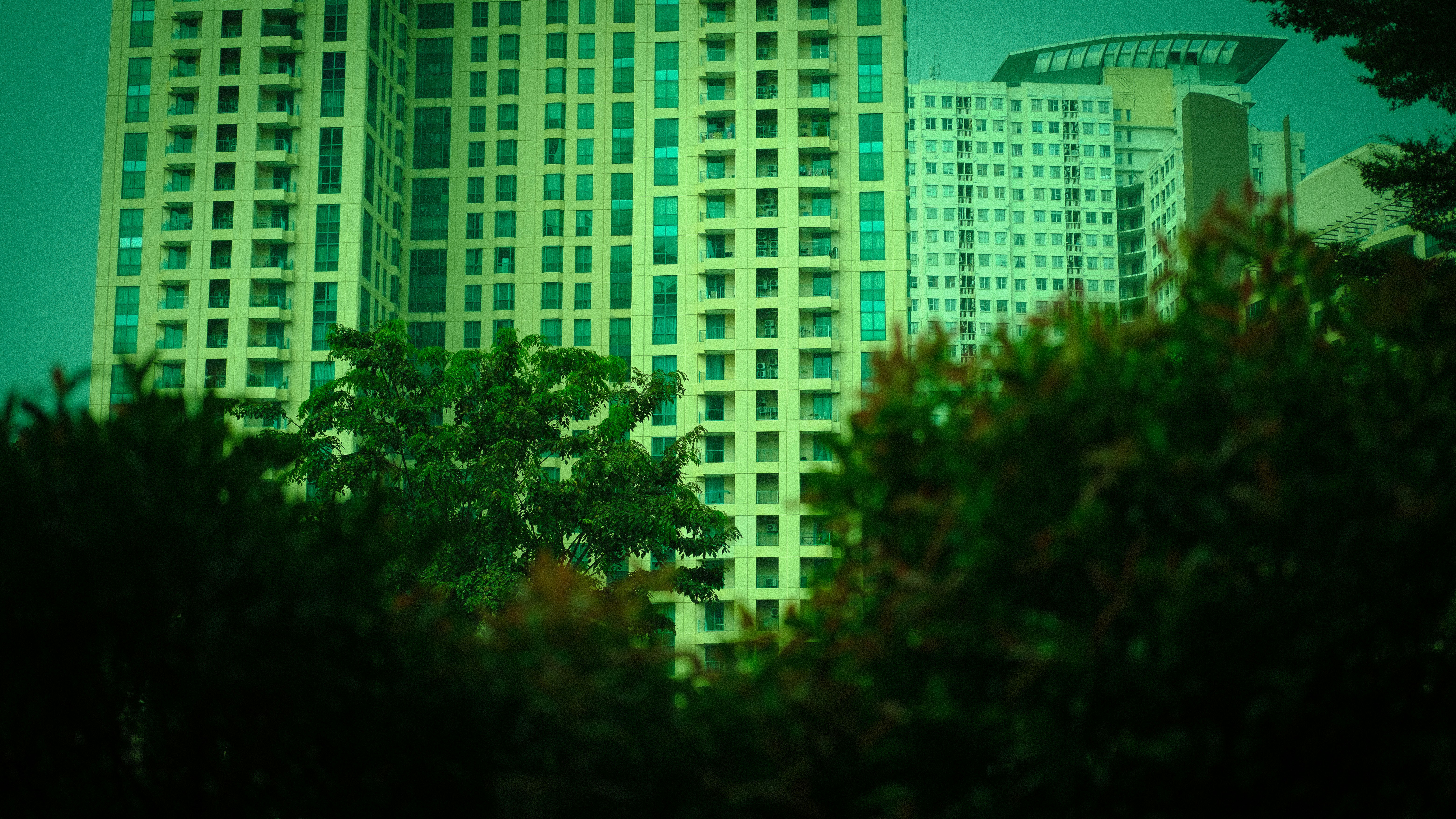 Tall apartment buildings seen through trees