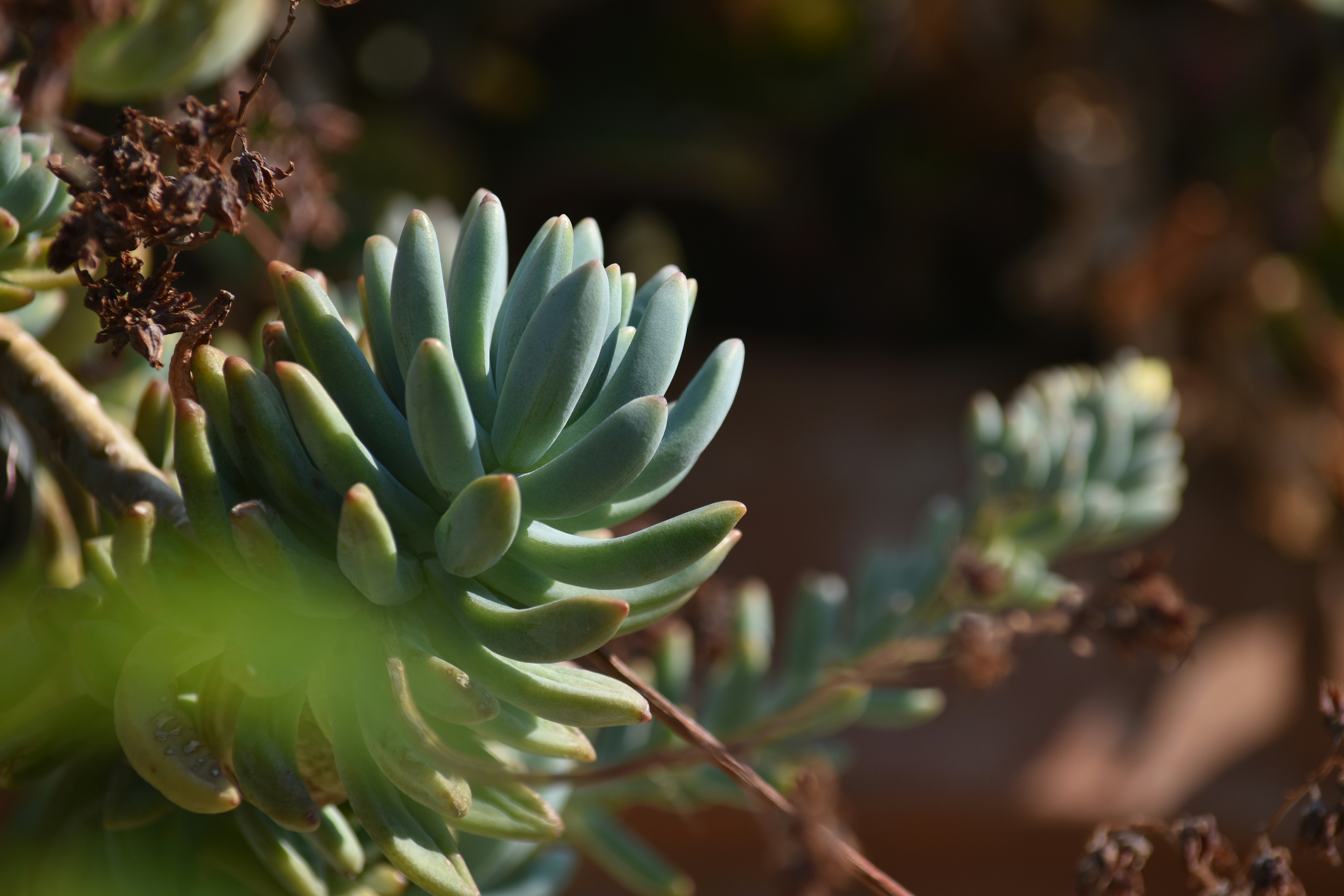 Close-up of a vibrant succulent plant with unique leaf formations against a blurred background. The interplay of light and shadows enhances its natural beauty.