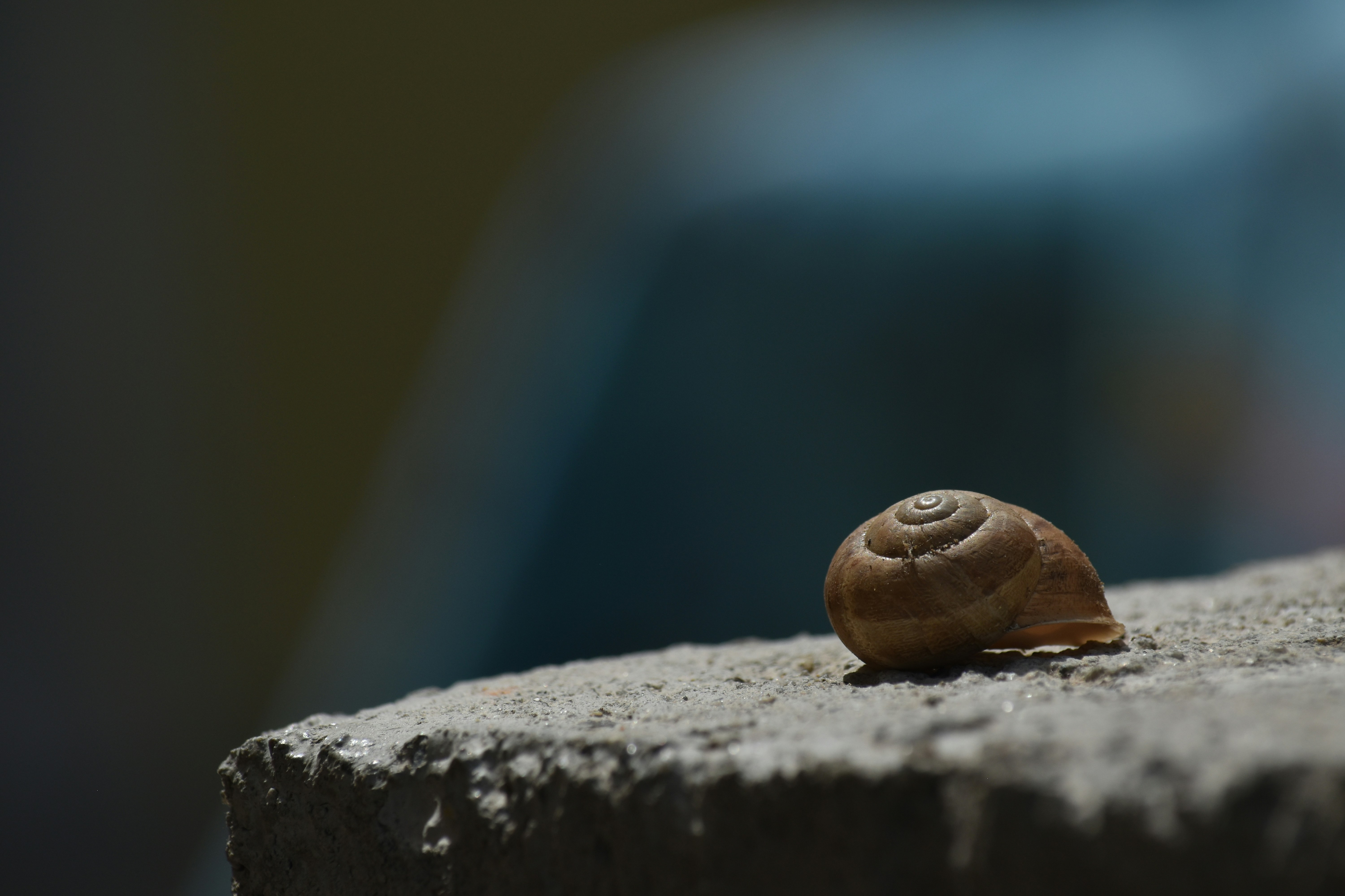 Whispers of Time: The Solitary Snail
