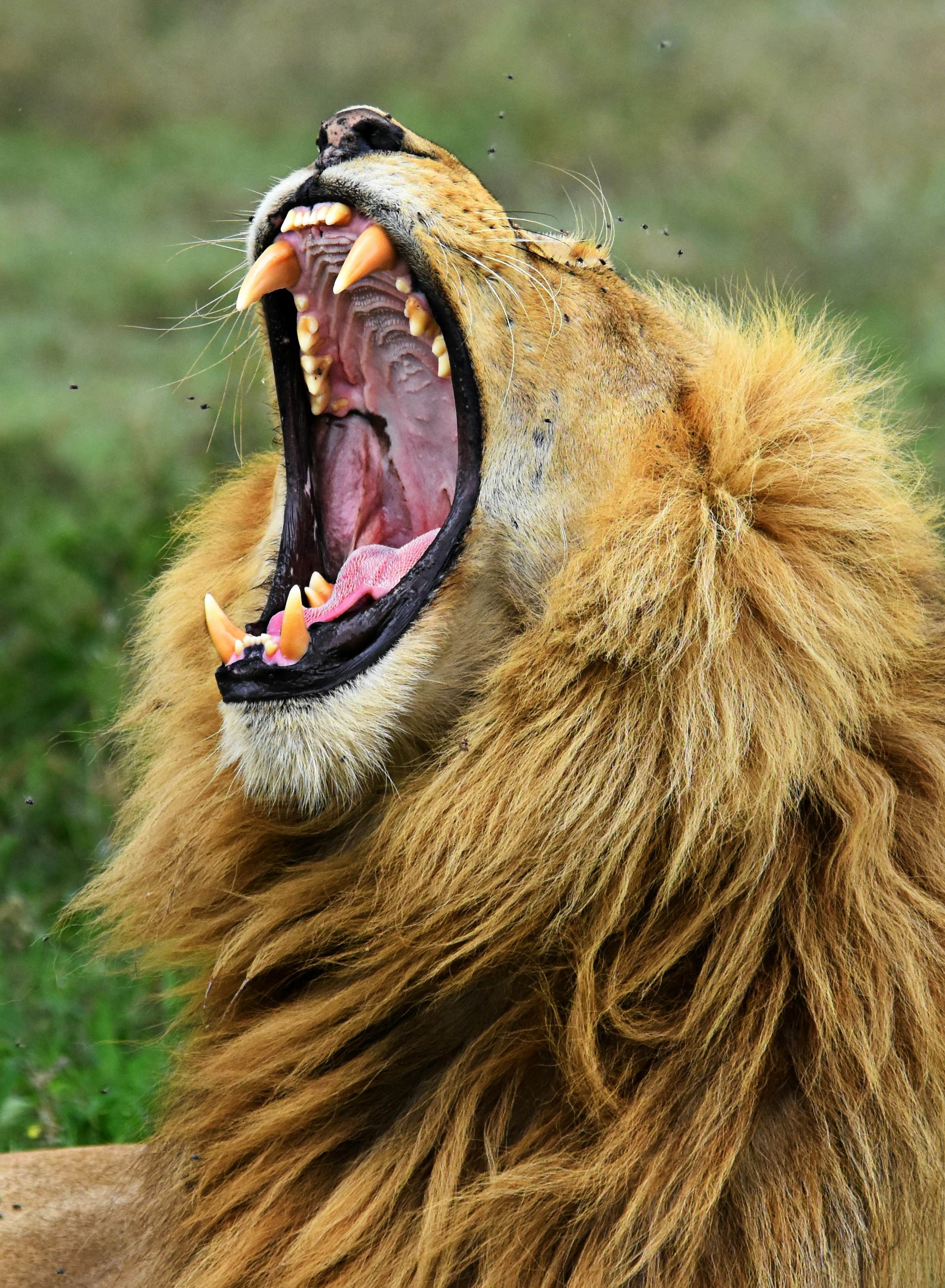 A lion yawning widely, showcasing its powerful jaws and impressive mane against a blurred green background.