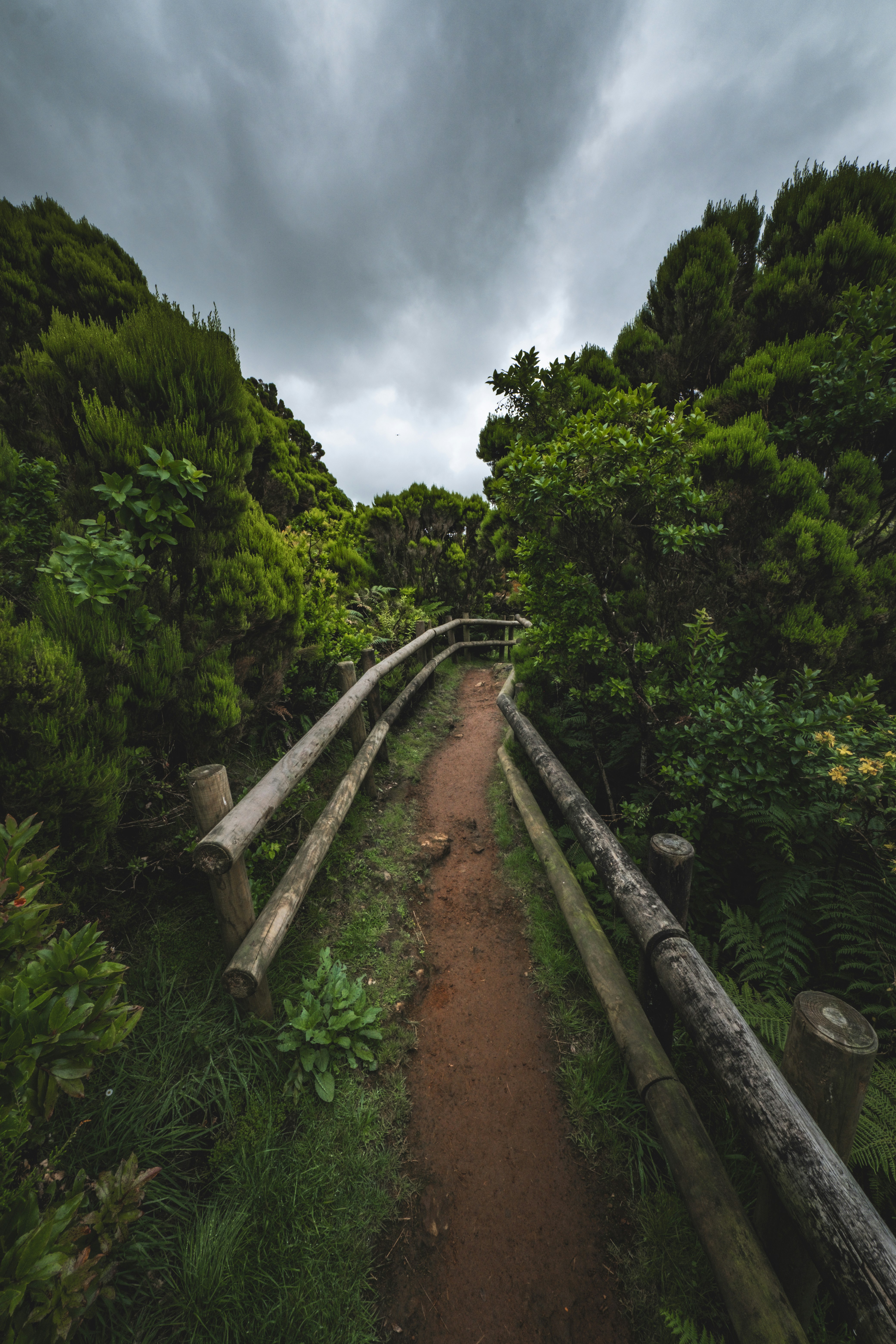 Whispers of the Woodland Path