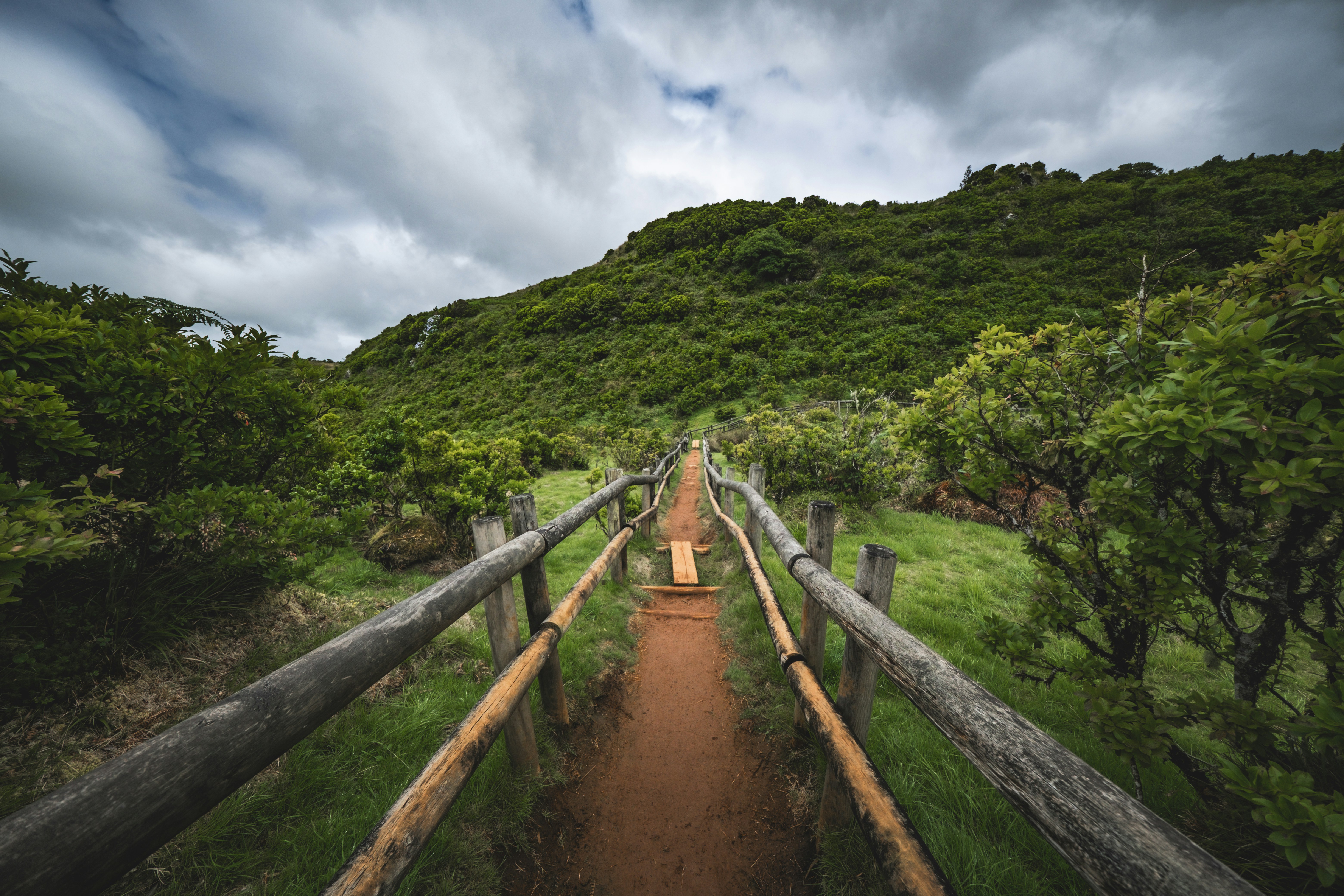 Pathway to Serenity: A Journey Through Lush Greenery