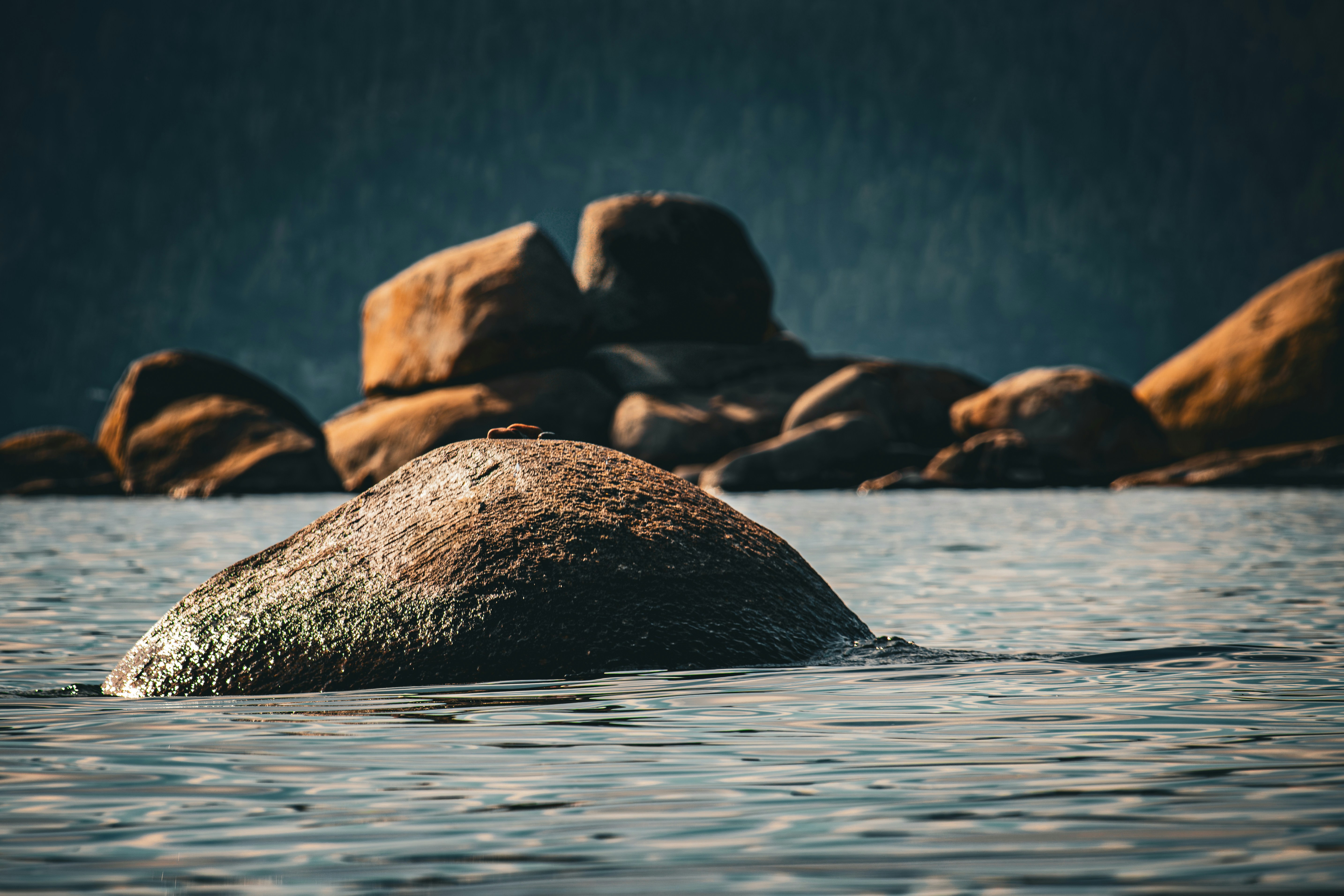 Large rocks emerge from calm water with forest background