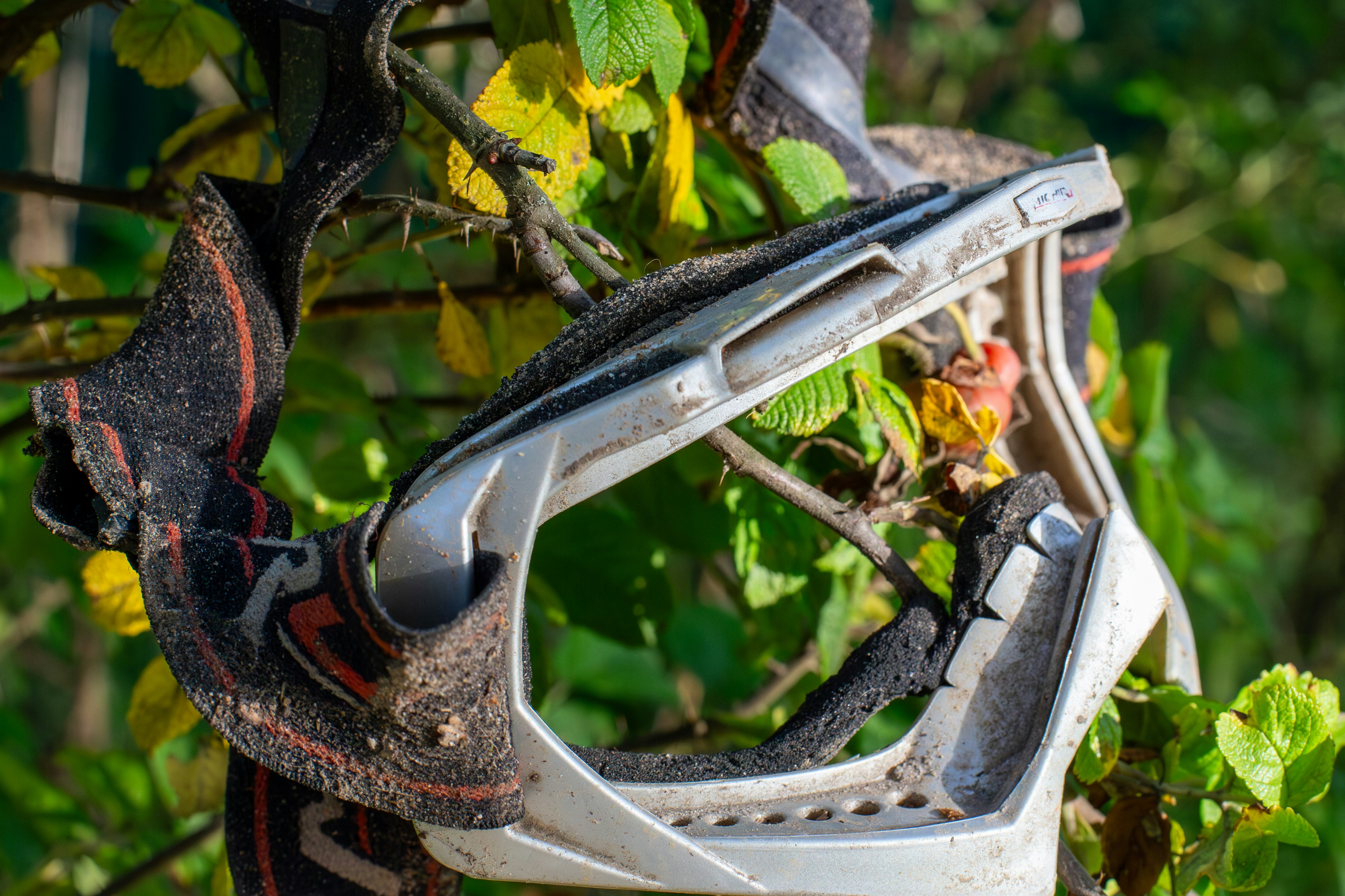 Nature's Embrace: A Forgotten Helmet