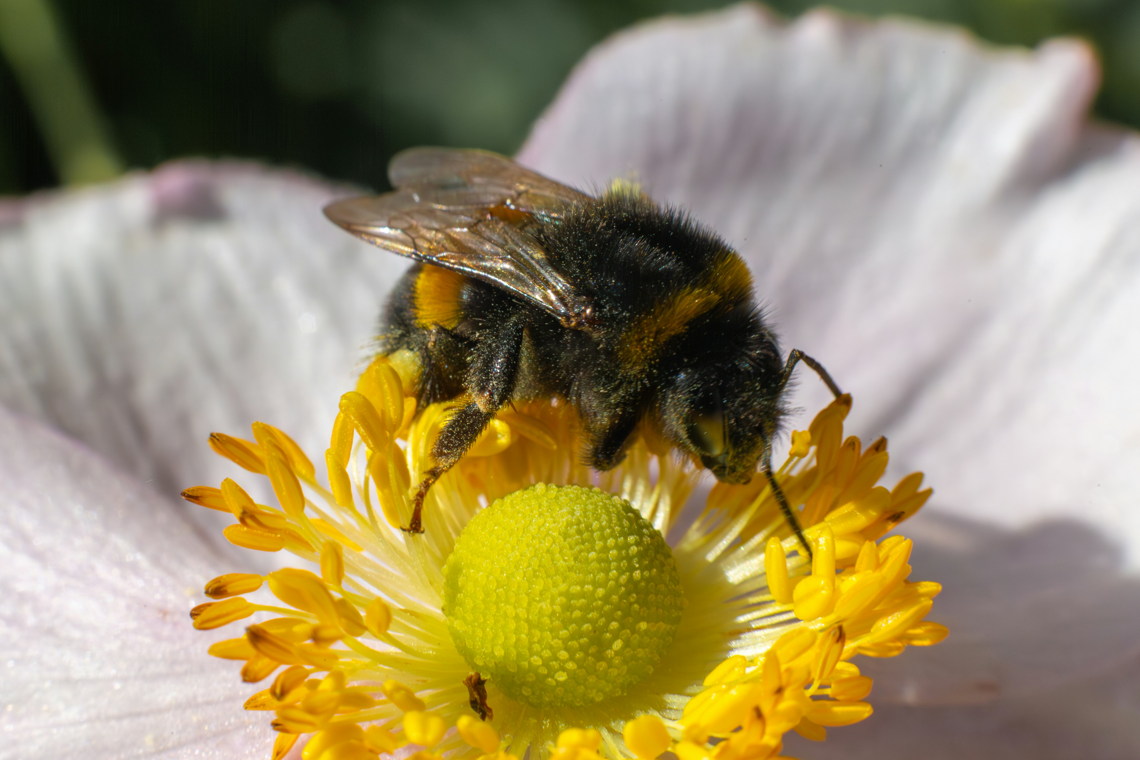 Pollinator's Embrace: Nature's Tiny Artisan at Work