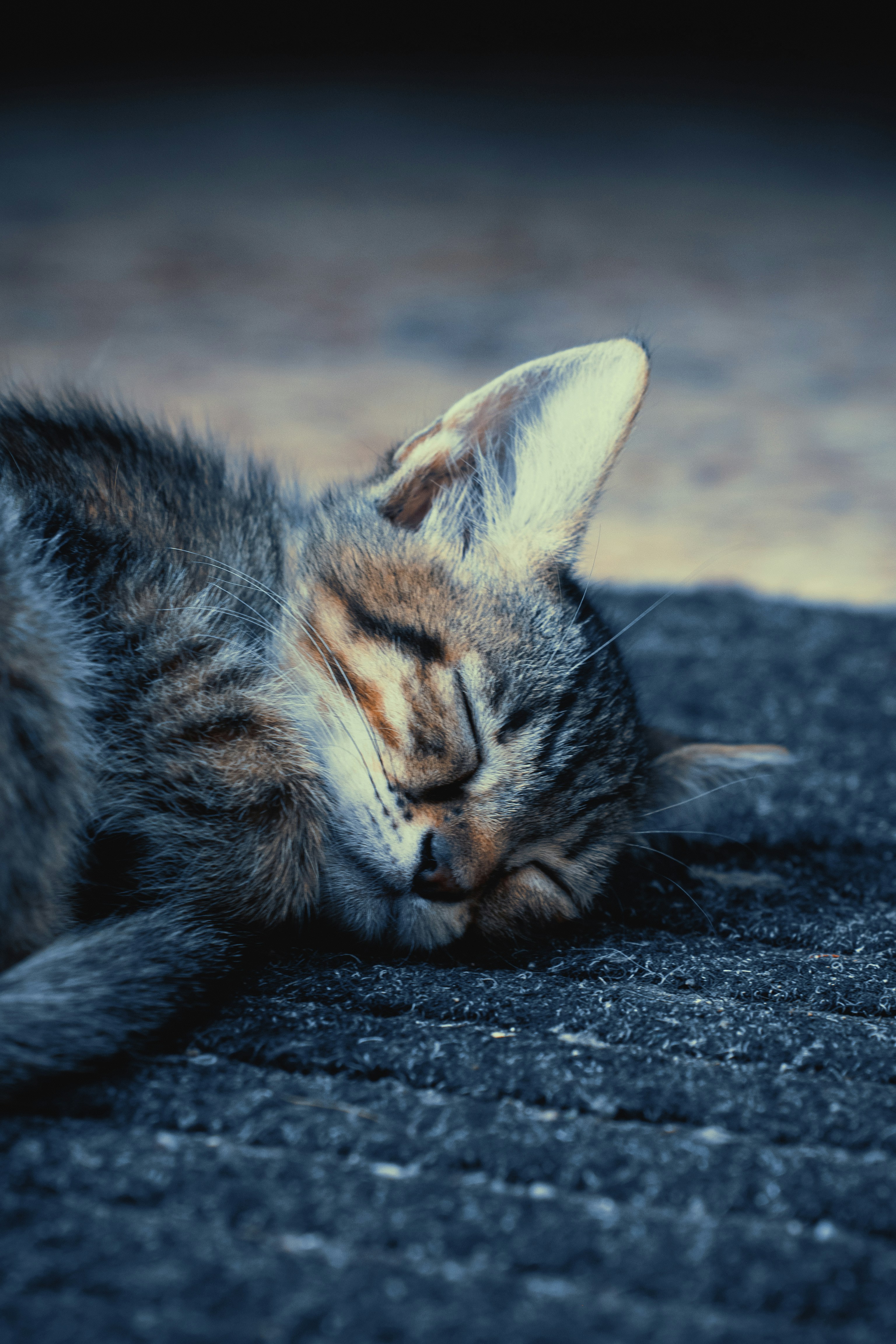 A small tabby kitten sleeps peacefully on the ground.