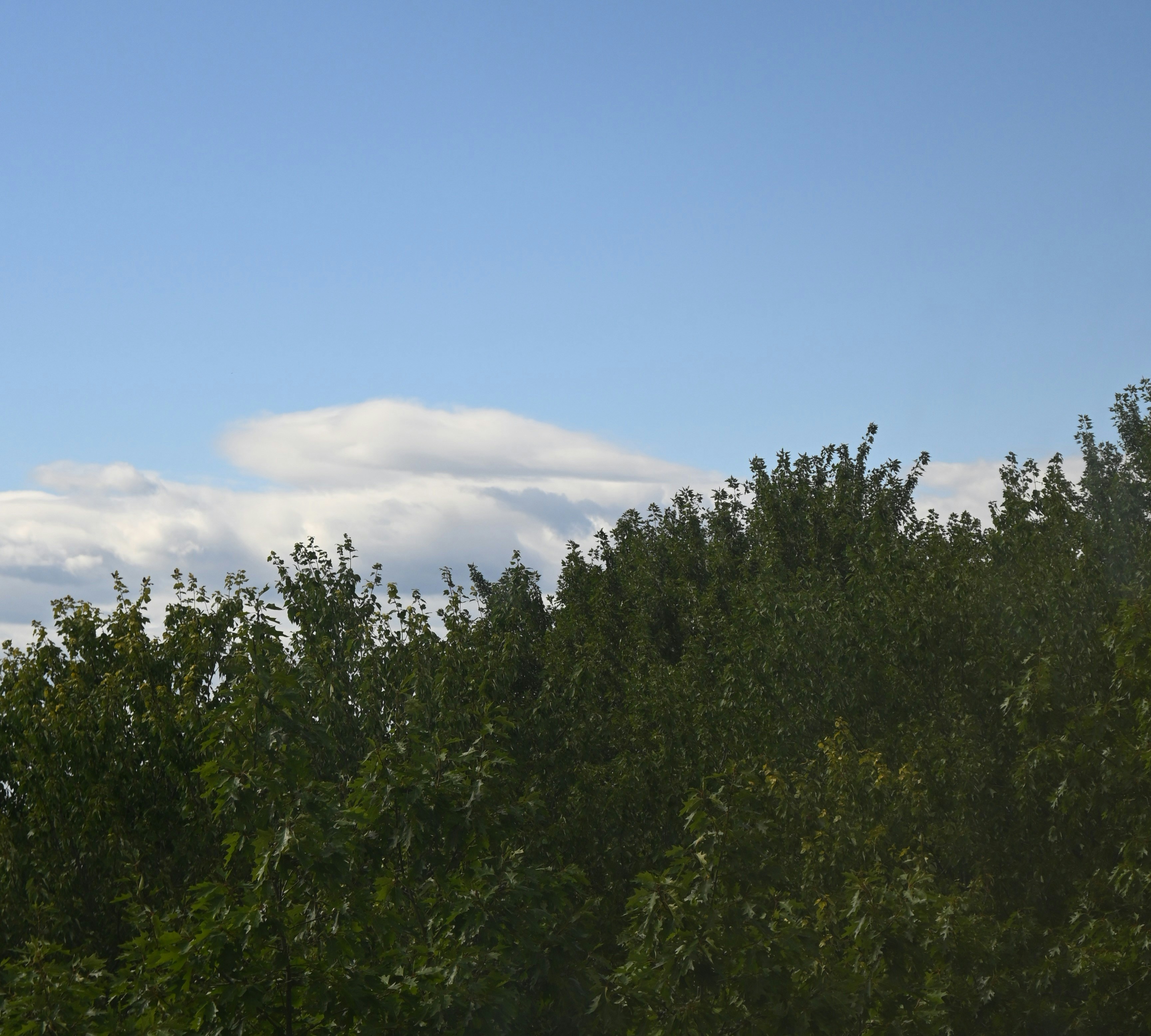 Lush green trees against a blue sky with clouds