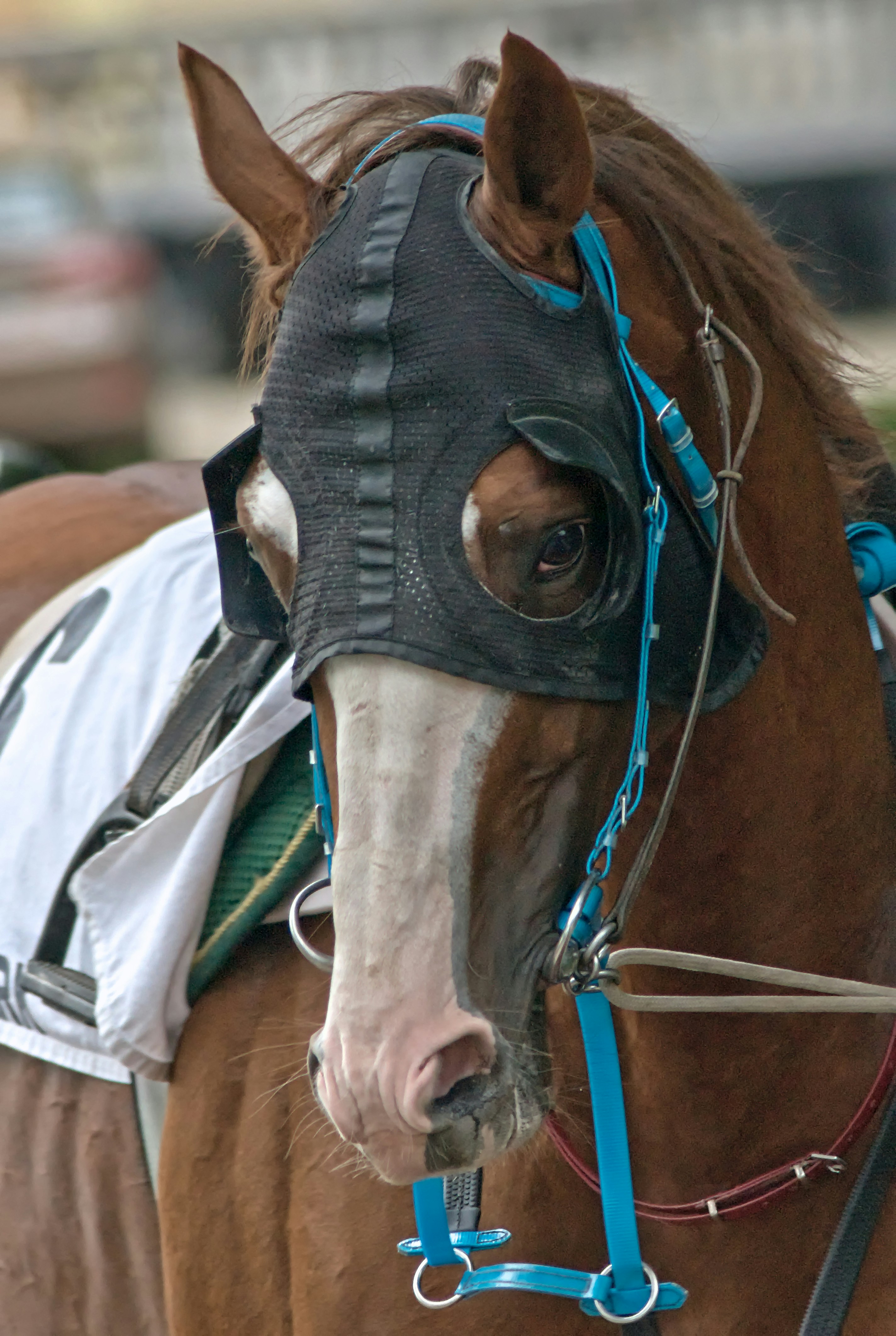 Glimpse Through the Mask: A Close-Up of a Racehorse's Focused Gaze