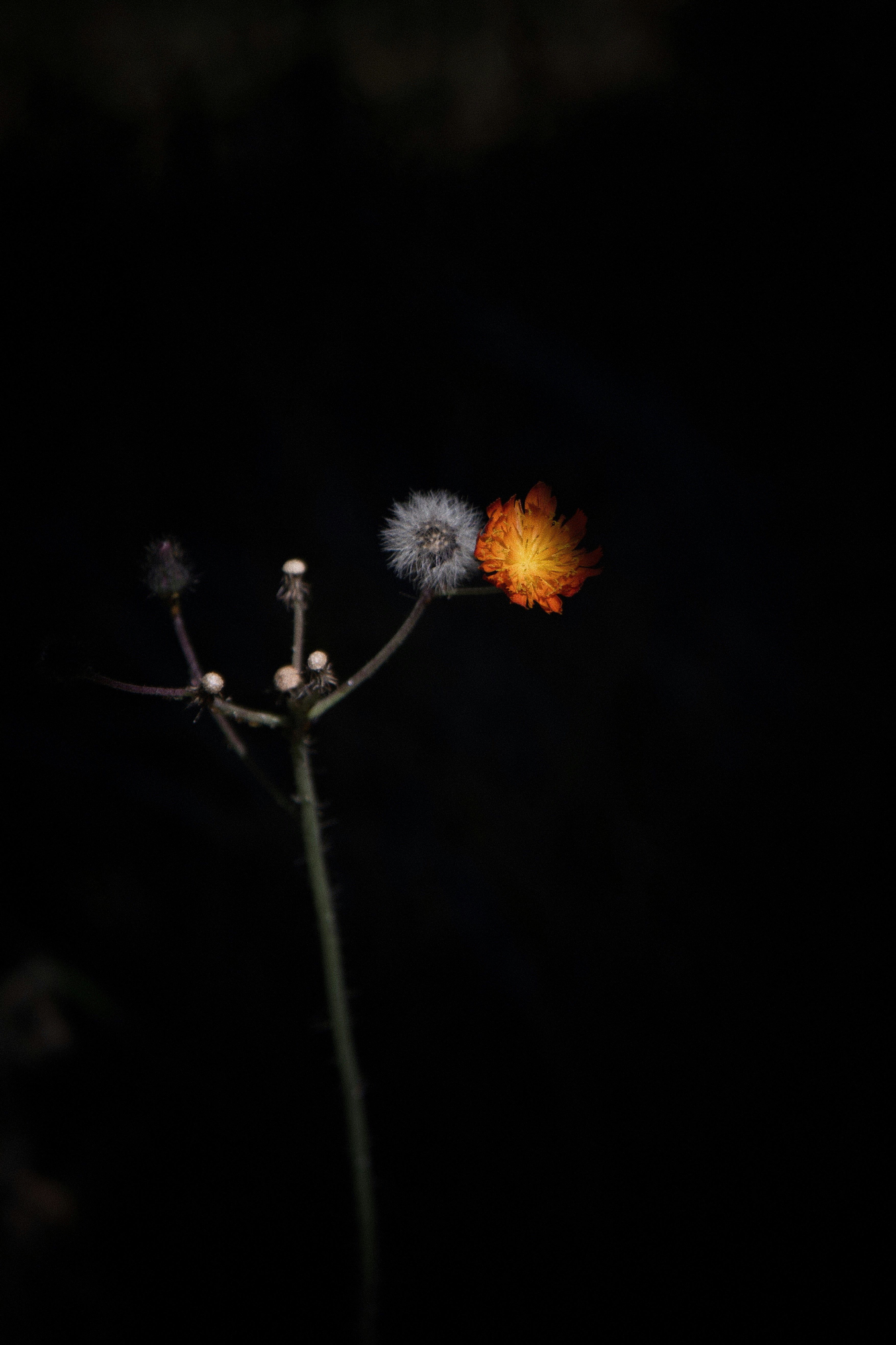 A single flower with a glowing orange center.