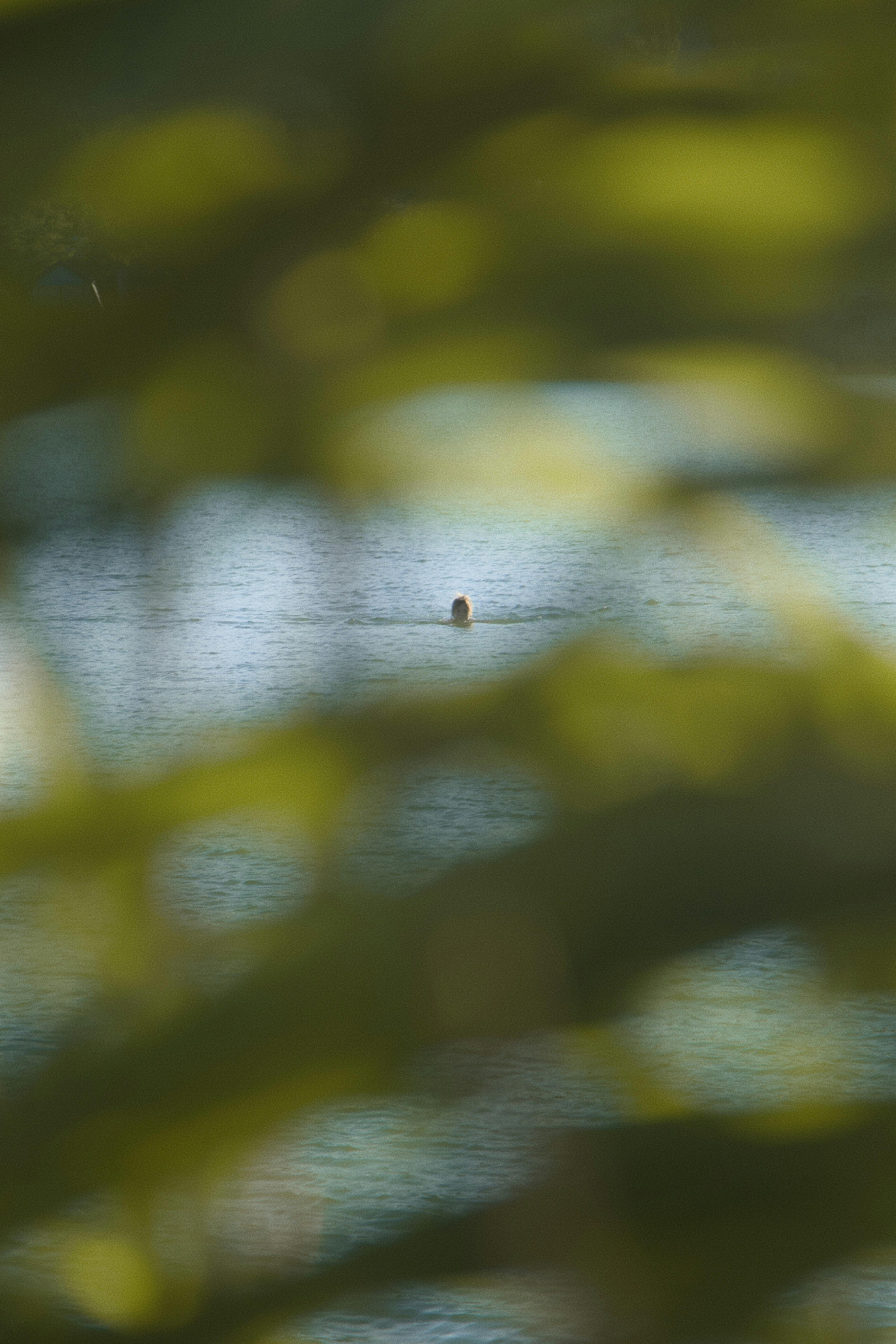 Emerging Serenity: A Moment in Still Waters