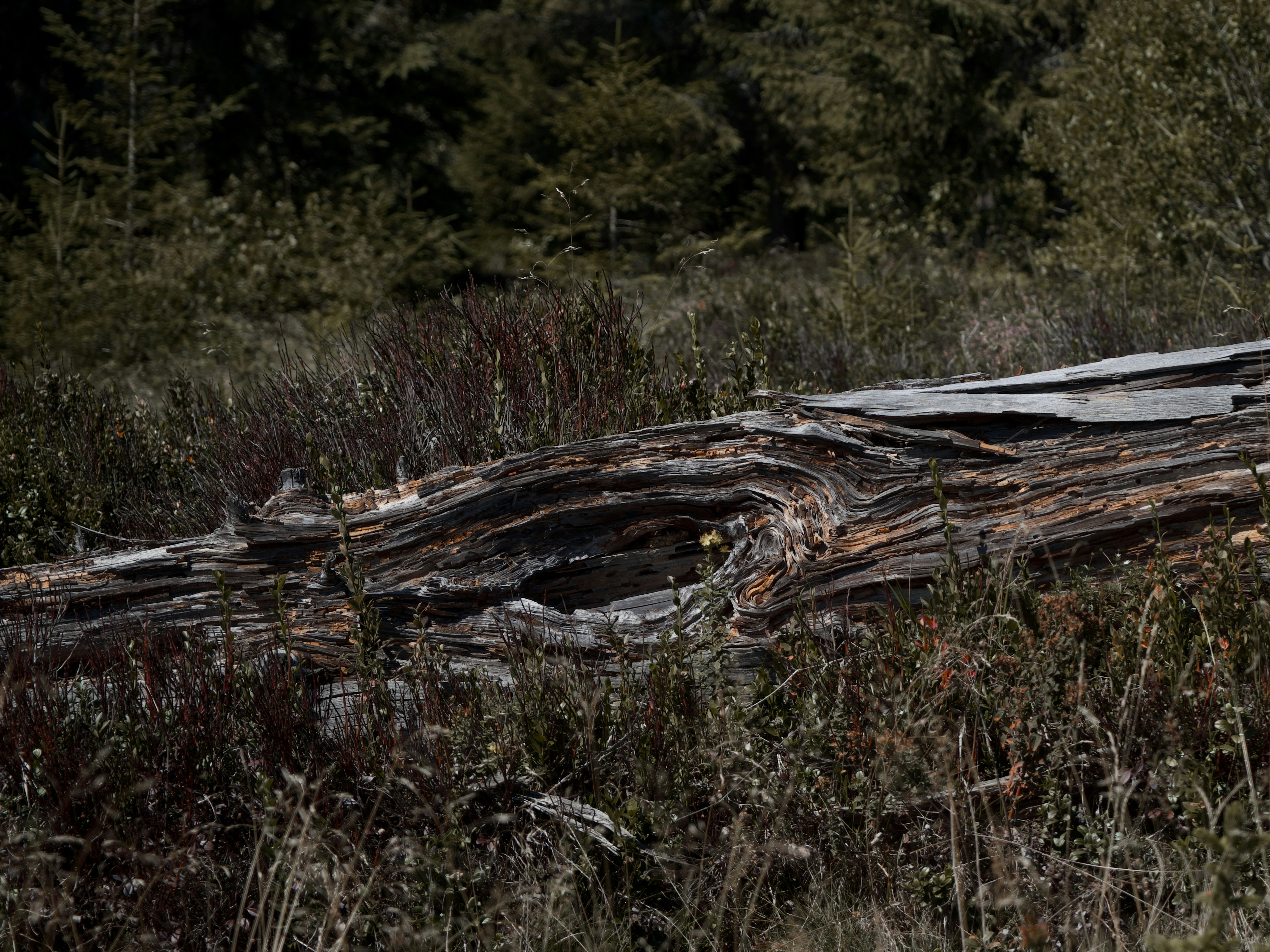 Whispers of the Forest: A Weathered Log's Tale