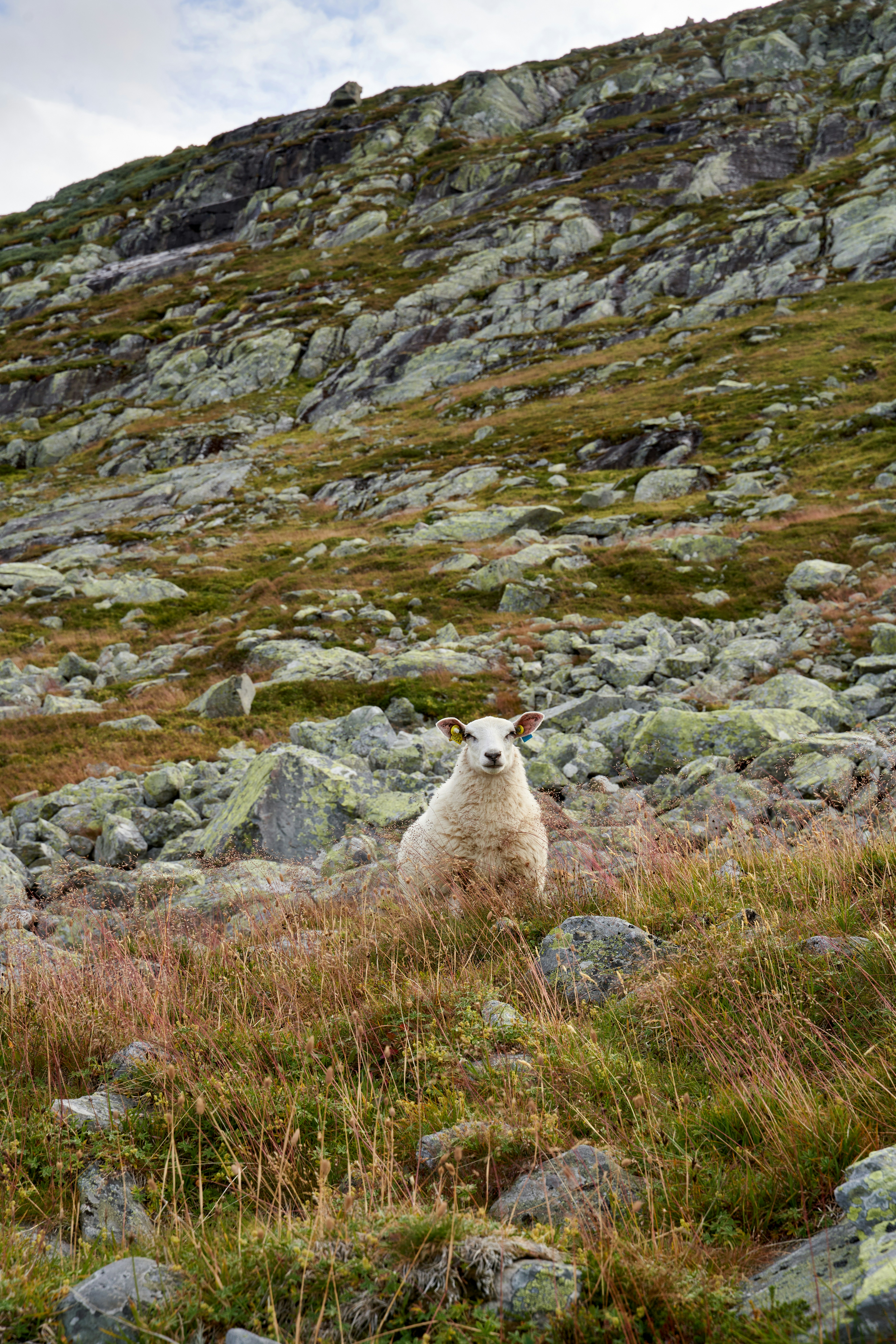 Guardian of the Highlands