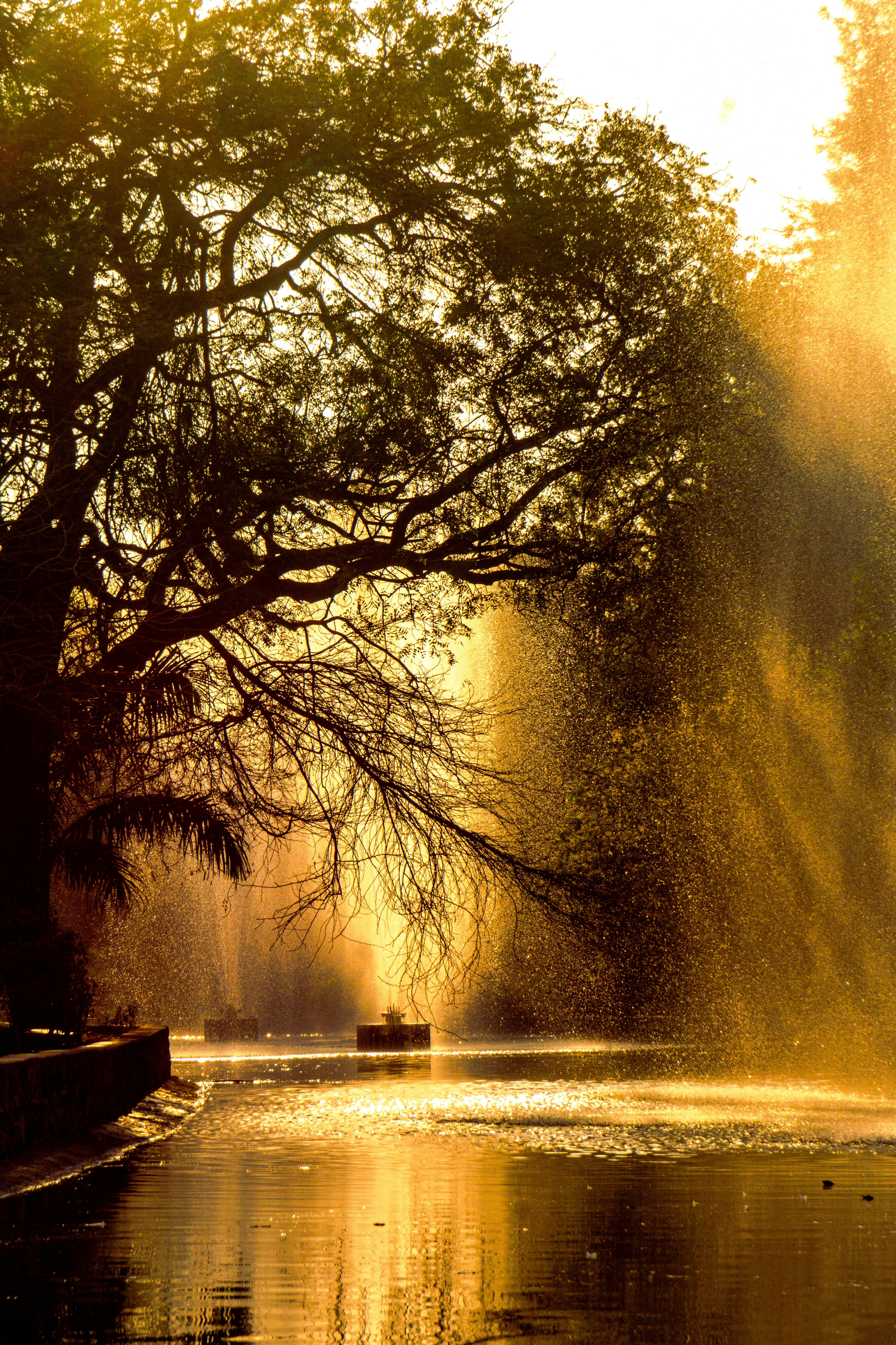 Golden sunlight illuminates a park fountain and tree.
