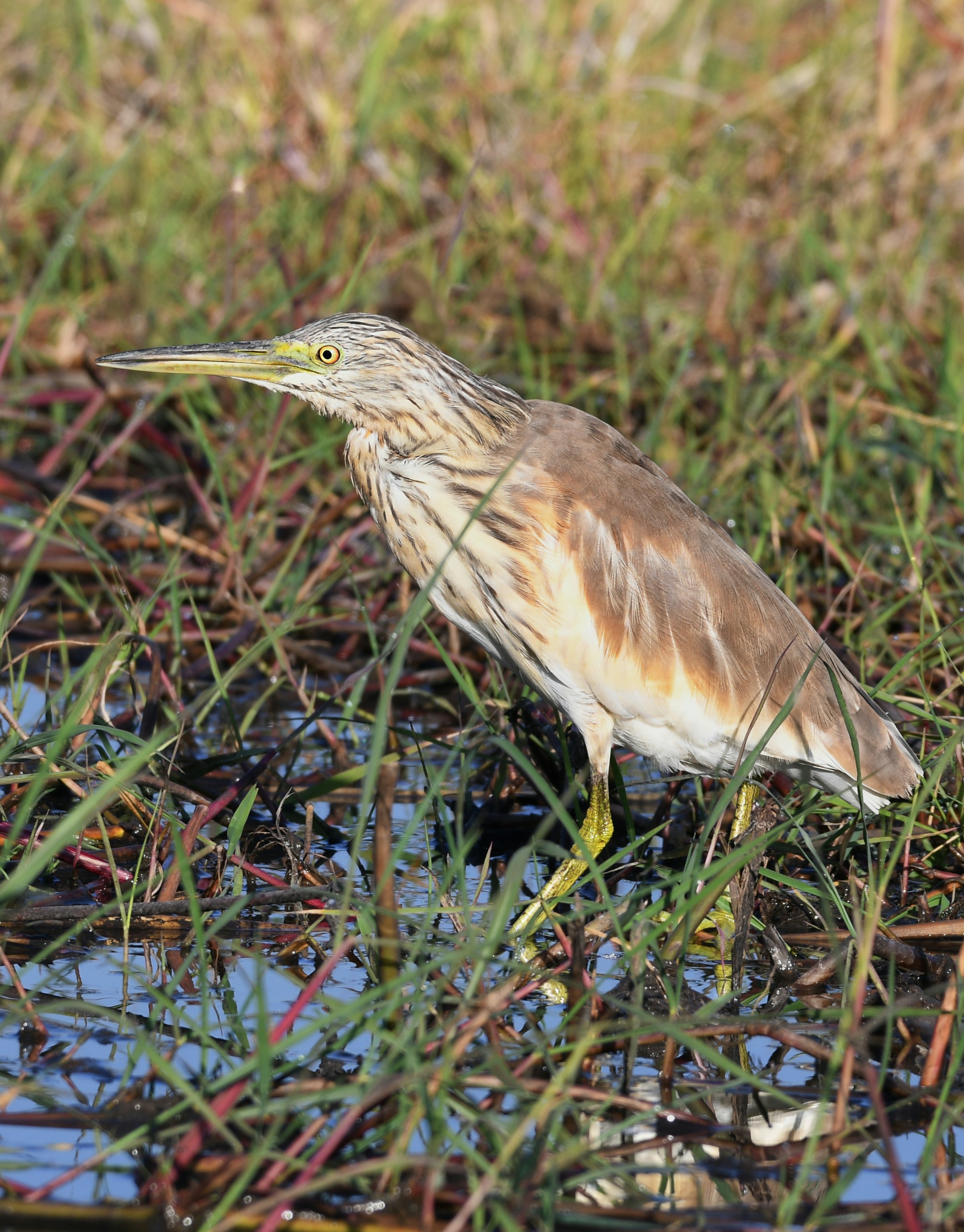 Squacco heron, a winter visitor to Africa. | A brown and white heron stands in shallow water and grass.