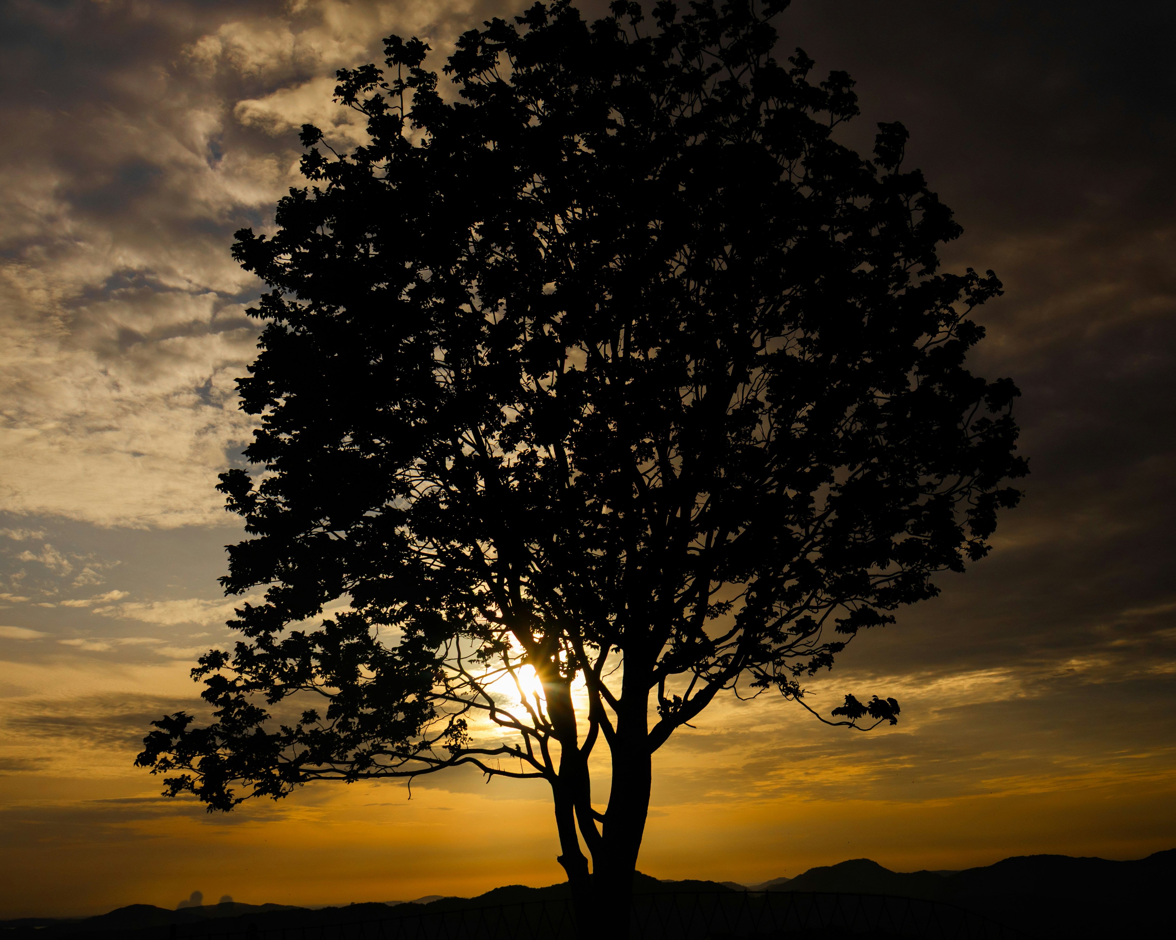 Silhouette of Solitude: A Tree's Embrace of the Setting Sun
