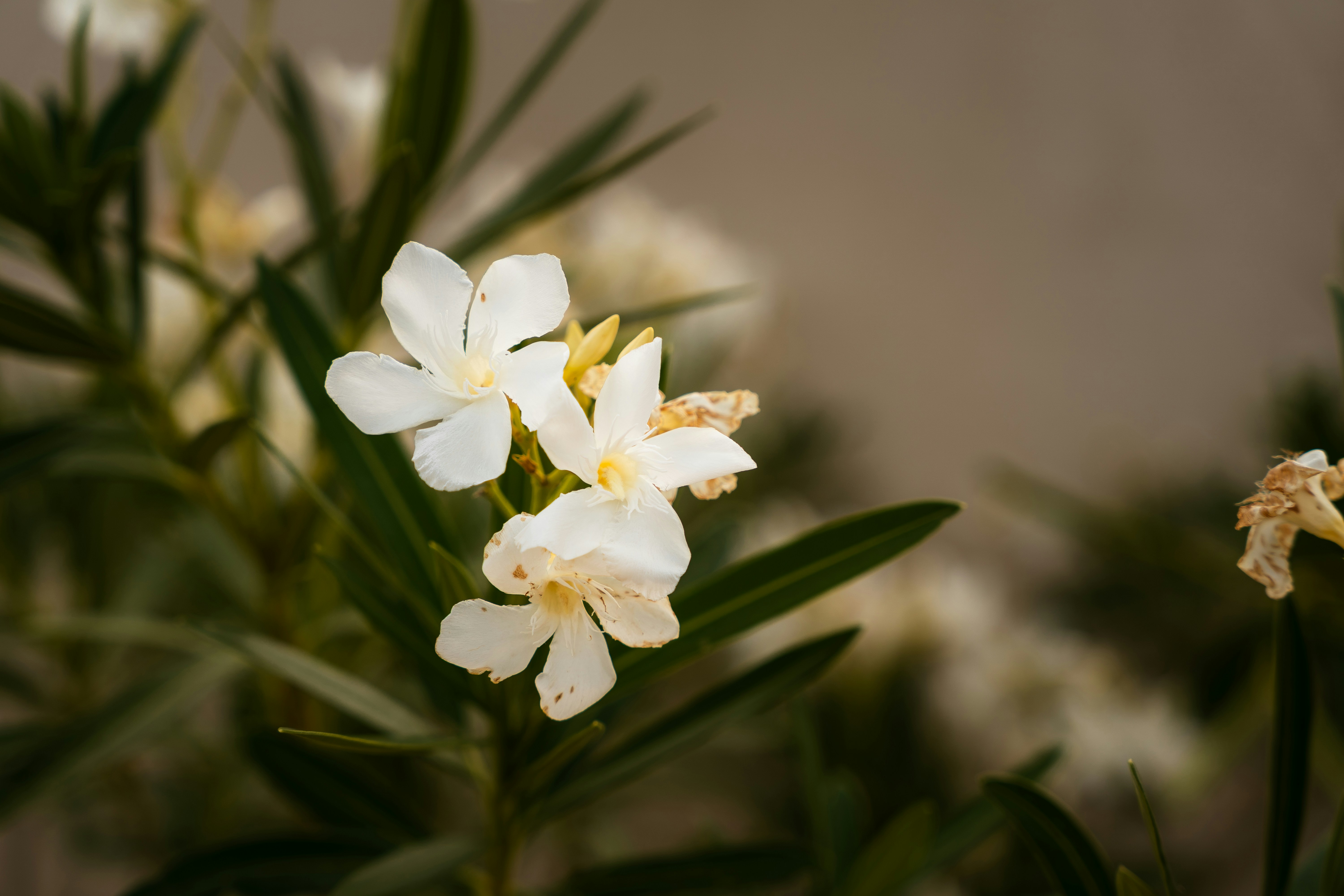 White flowers blooming amidst lush green leaves, showcasing intricate details and soft colors.