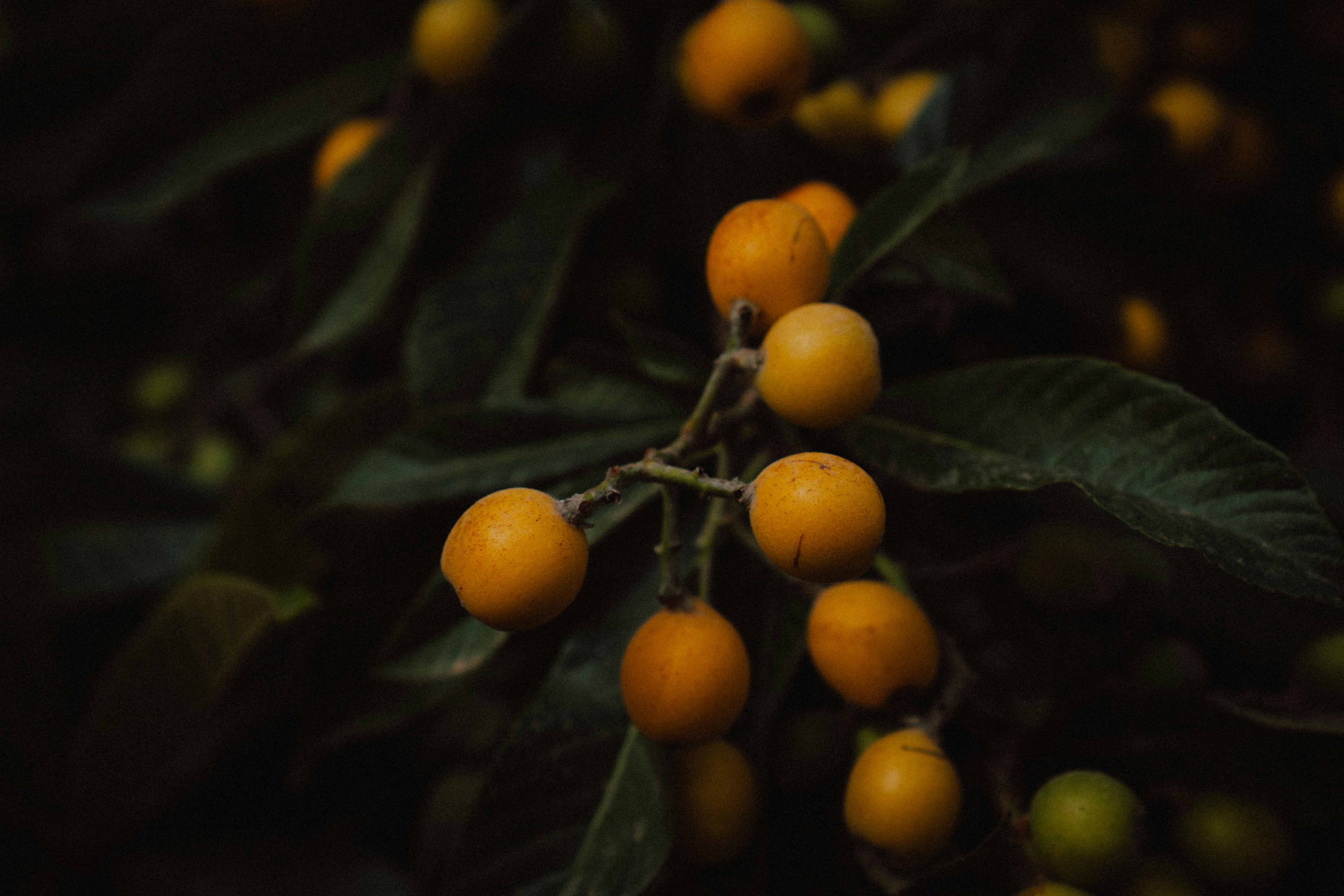 Clusters of yellow fruits nestled among dark green leaves, showcasing a rich contrast in a natural setting.