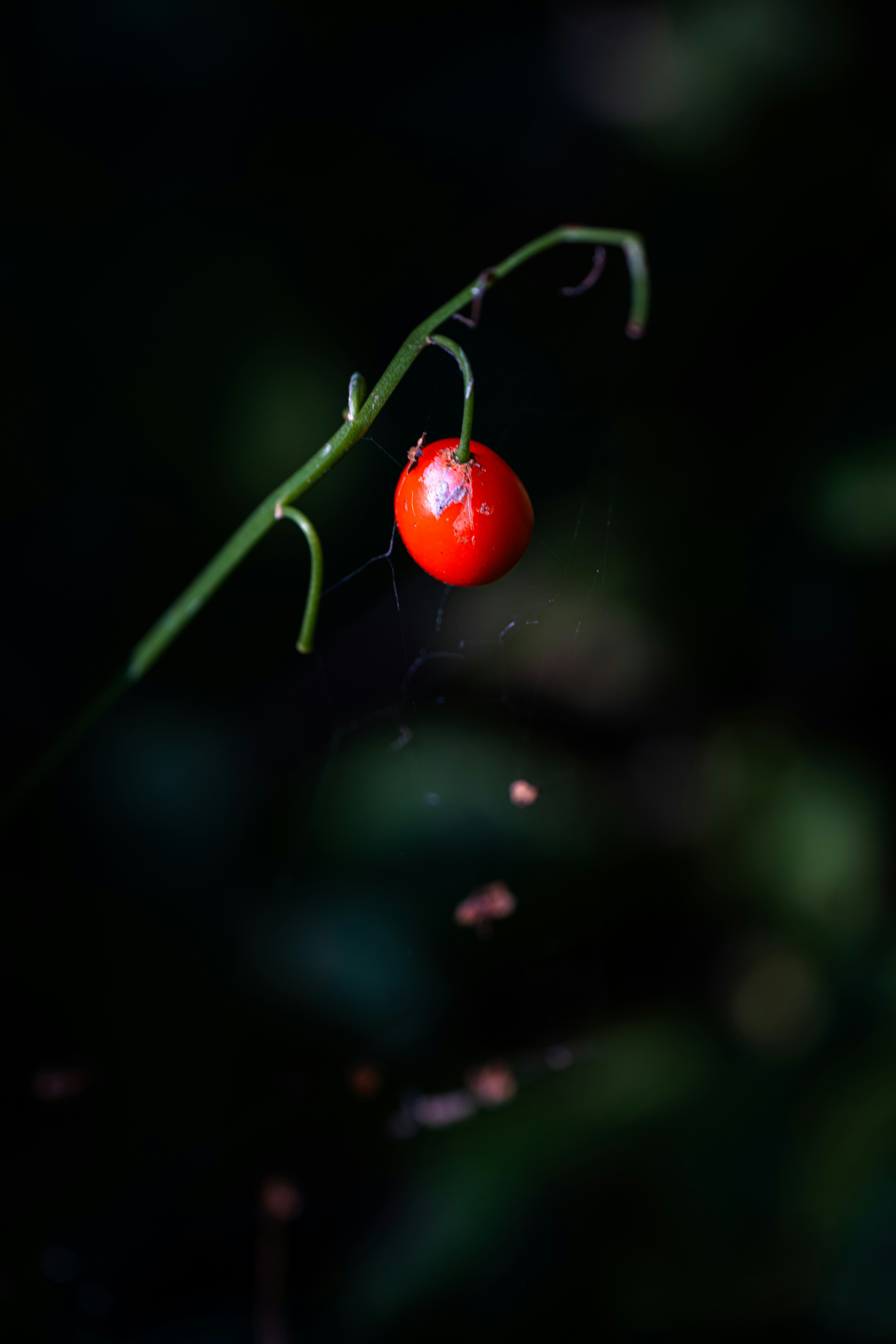 A single red berry hangs from a thin stem. photo – Free Food Image on ...