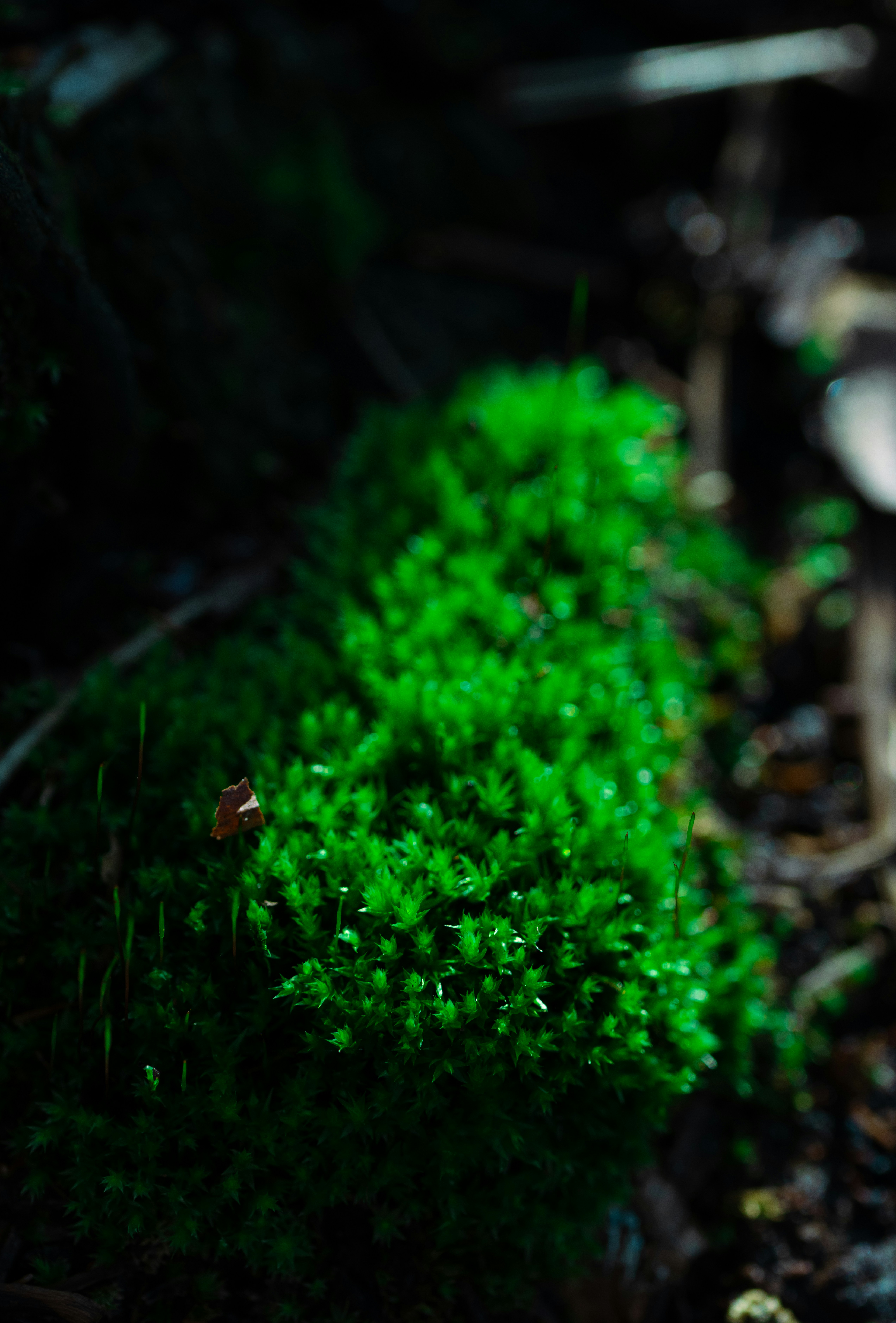 Vibrant green moss carpet enveloping the forest floor, accented by a small brown leaf. The interplay of light and shadow creates a serene atmosphere.