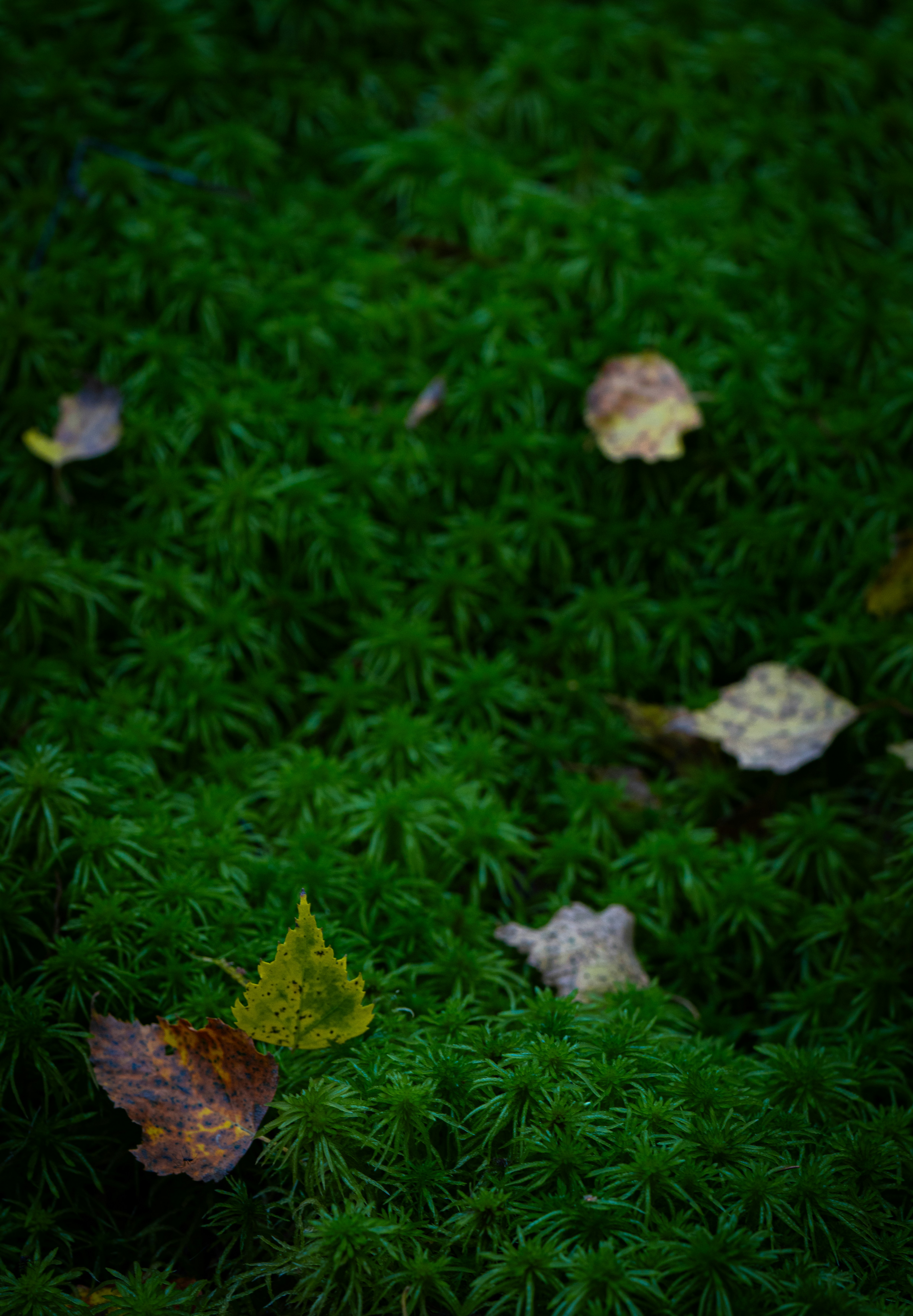 Autumn leaves rest on lush green moss.