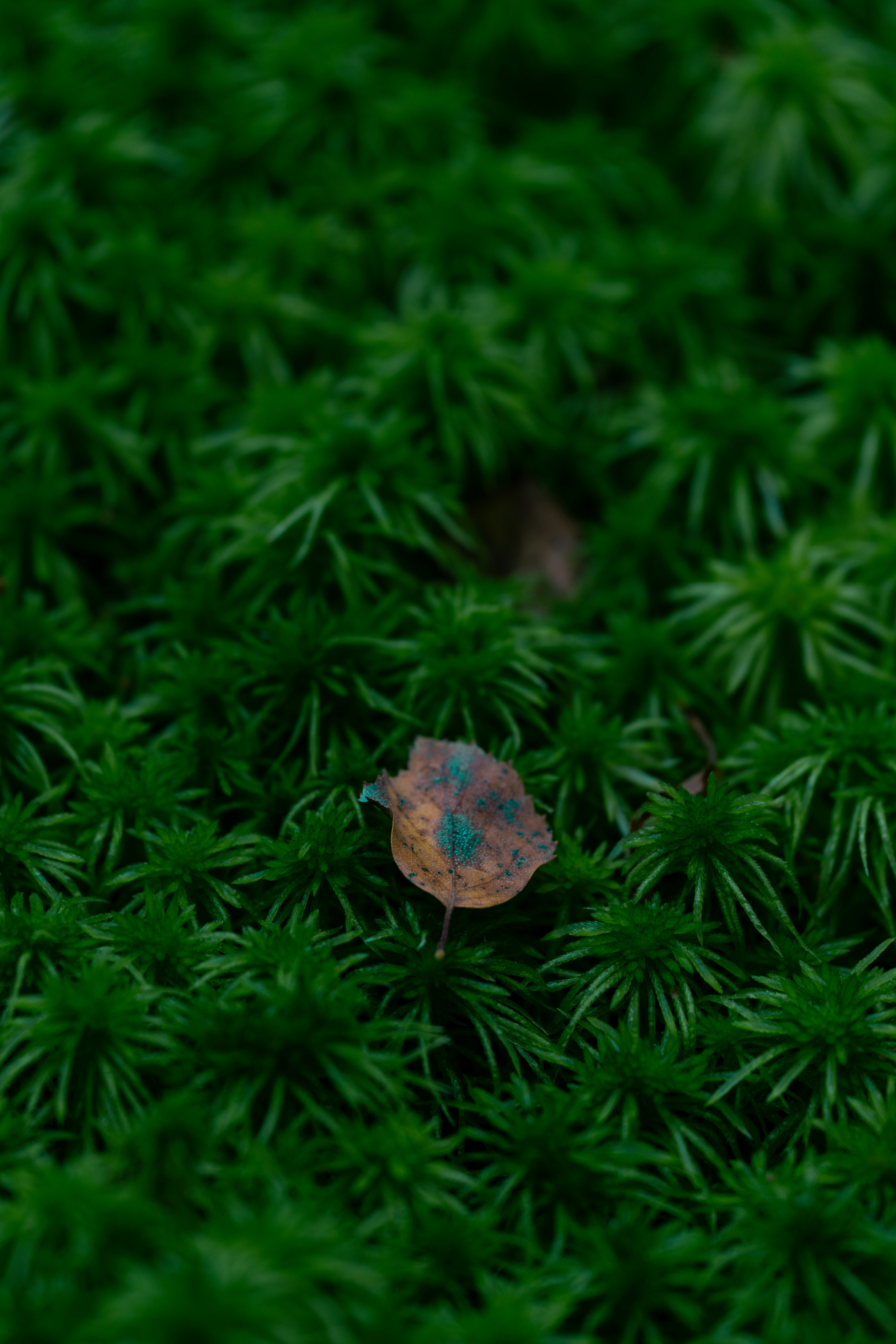 Nature's Contrast: A Leaf's Journey