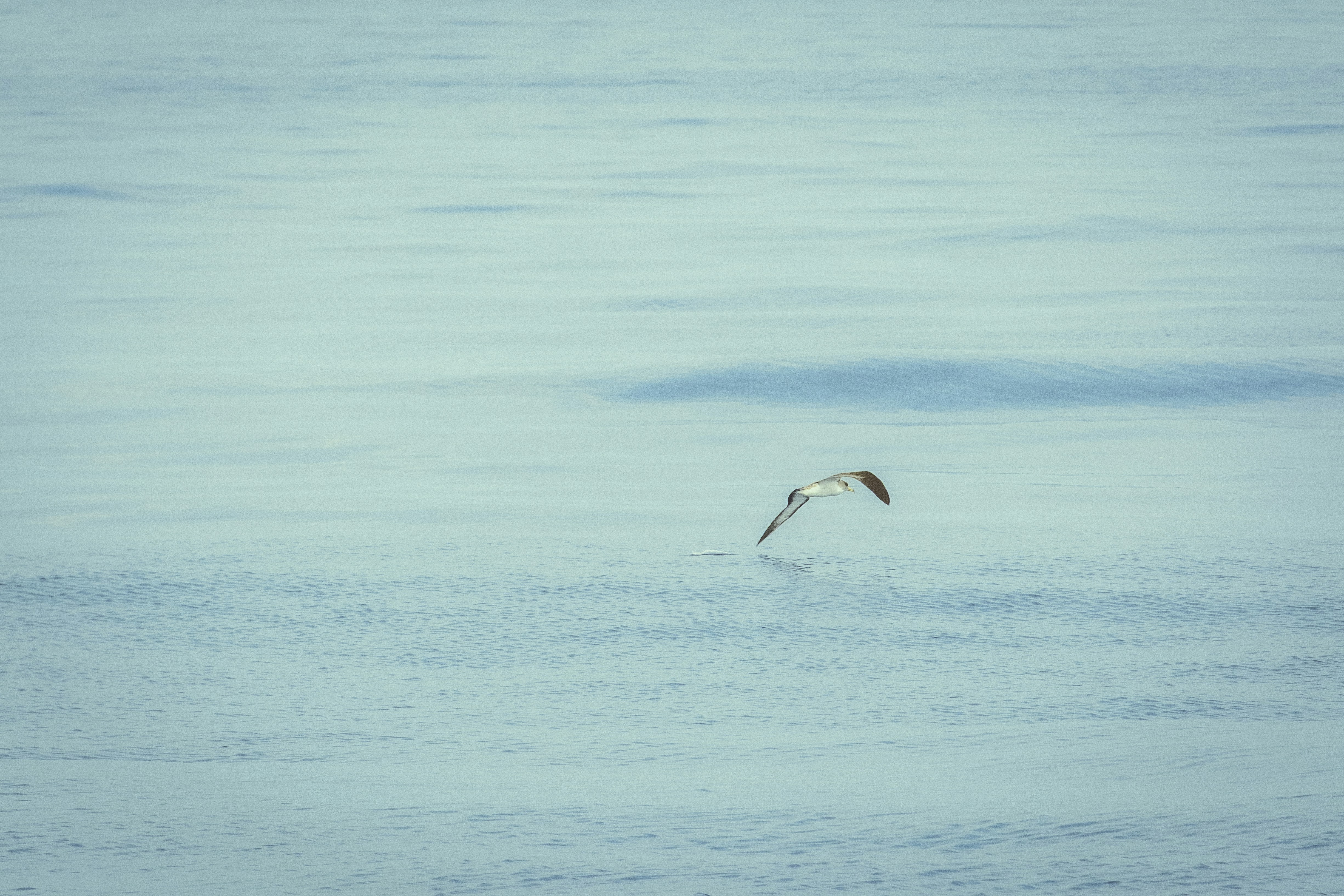 Soaring Solitude Over Serene Waters