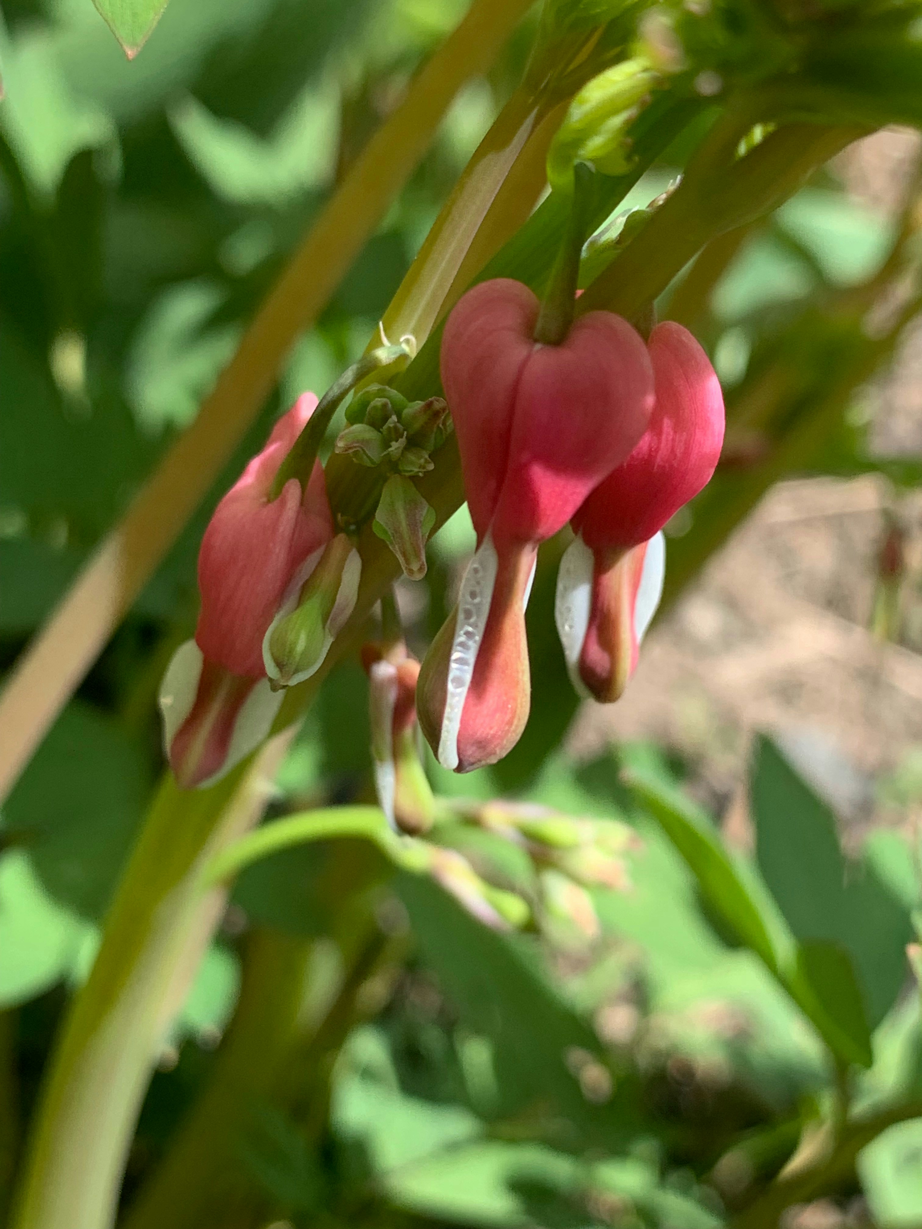Rosa blutende Herzblüten hängen an einem Stiel. Foto – Kostenloses Bild ...