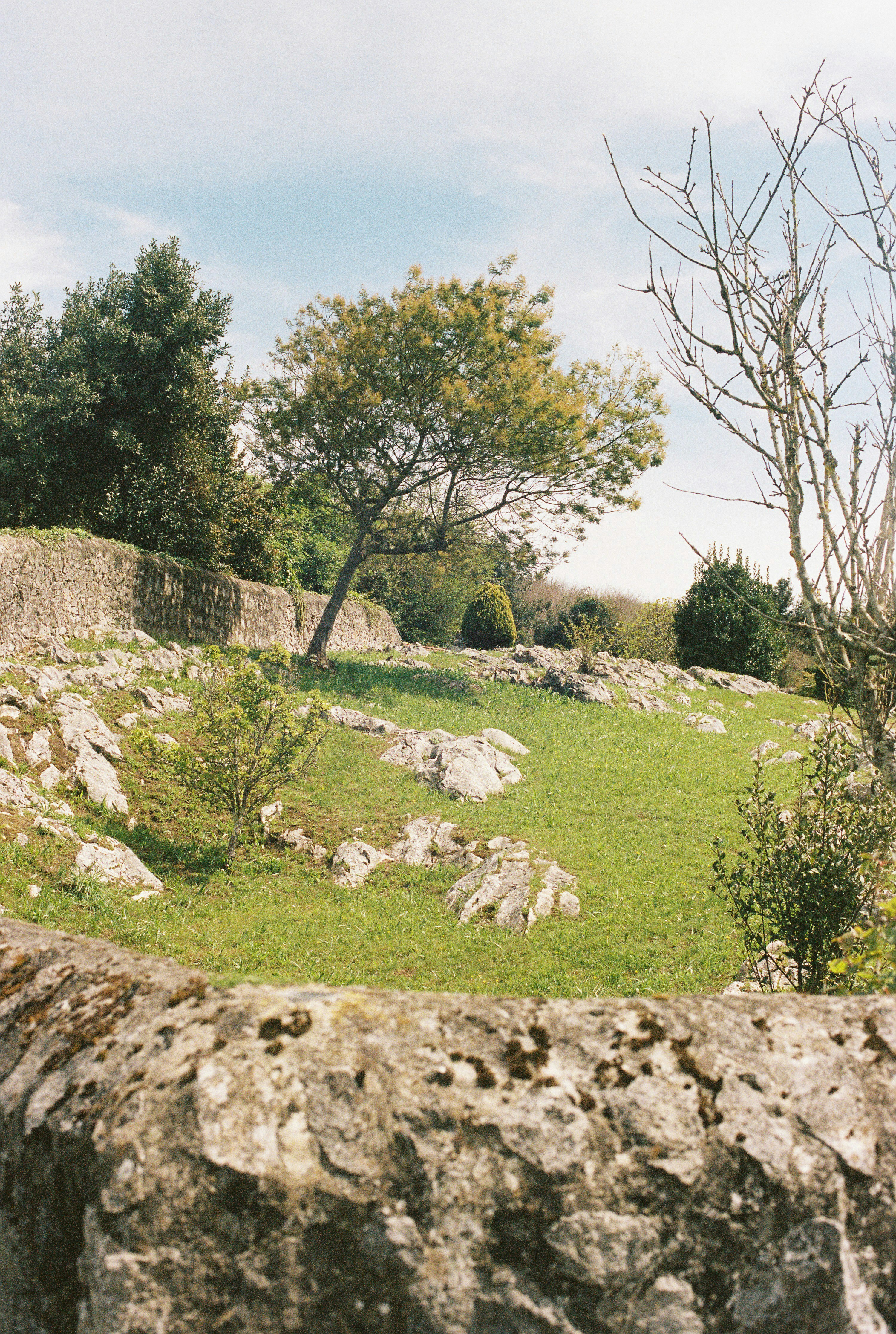 Grassy hill with scattered rocks and a lone tree.