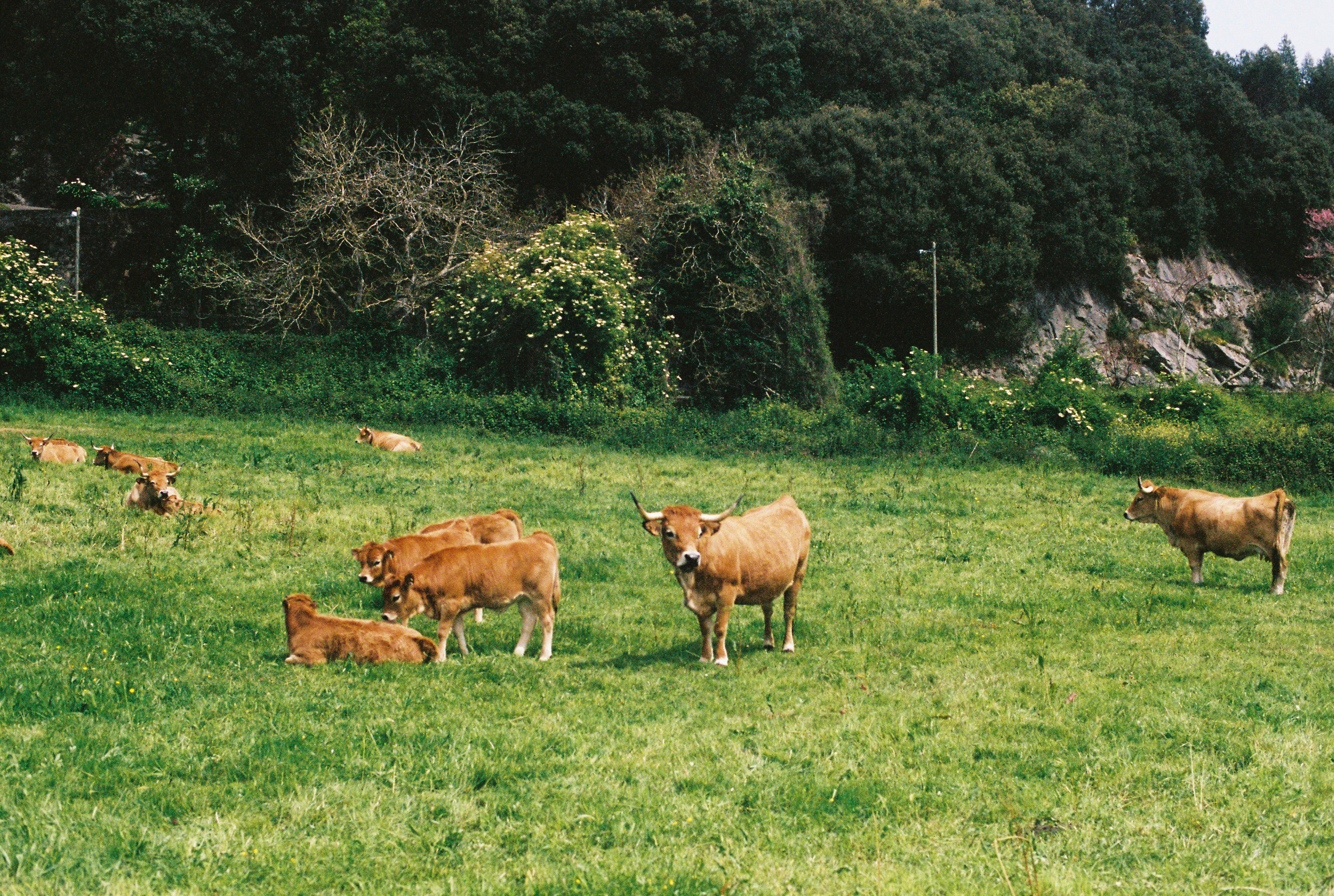 Cows grazing in a green grassy field.