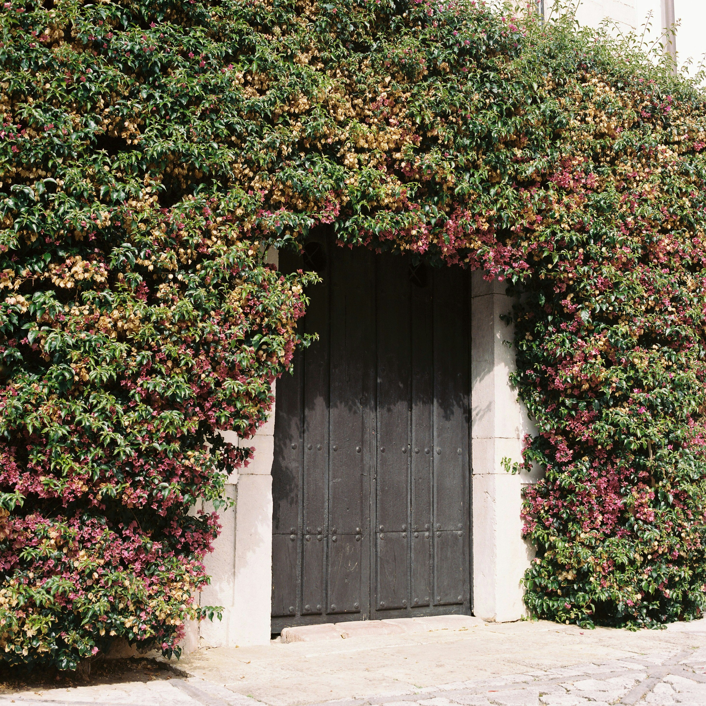 Whispers of Nature at the Doorway