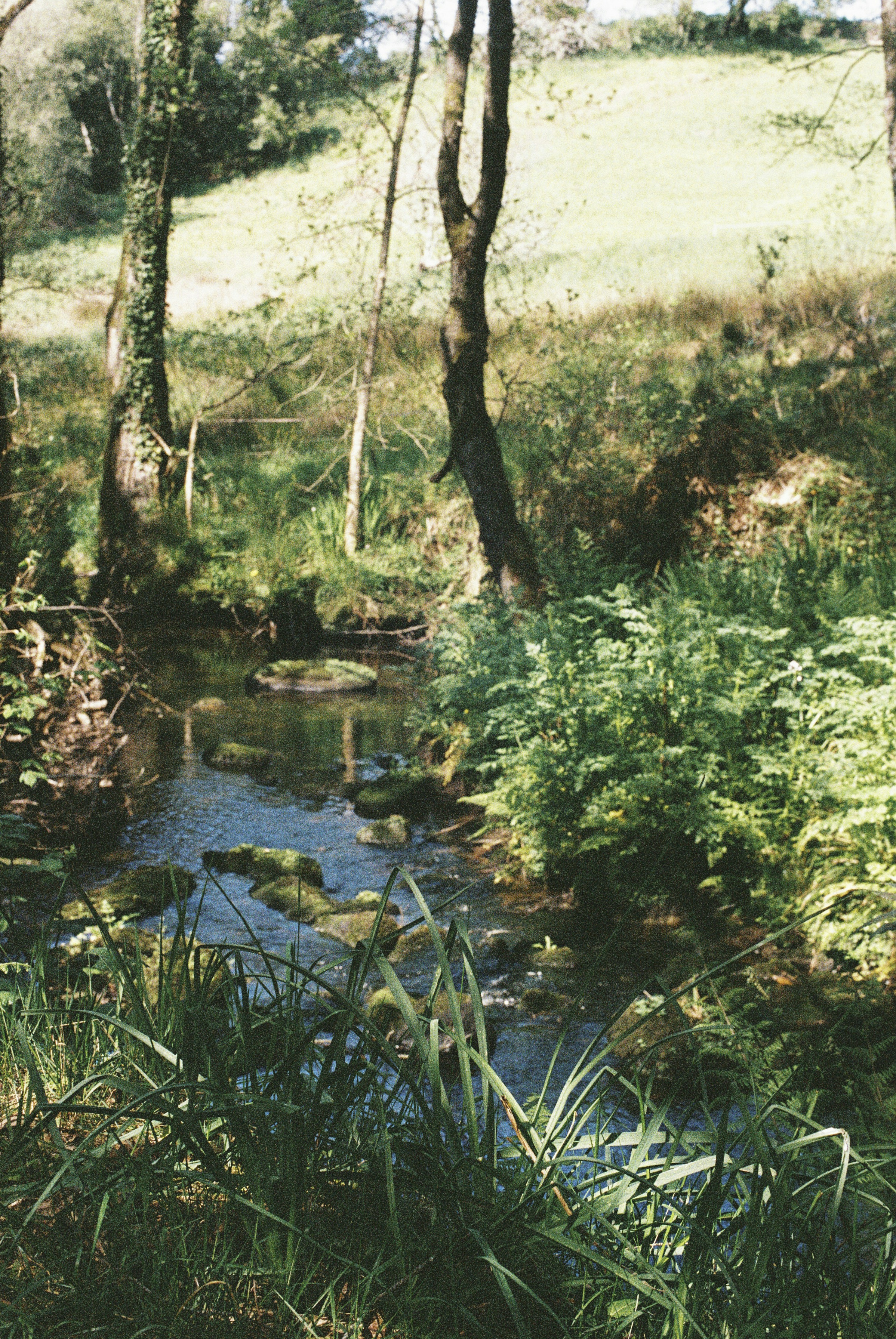 A small stream flows through a lush green forest.