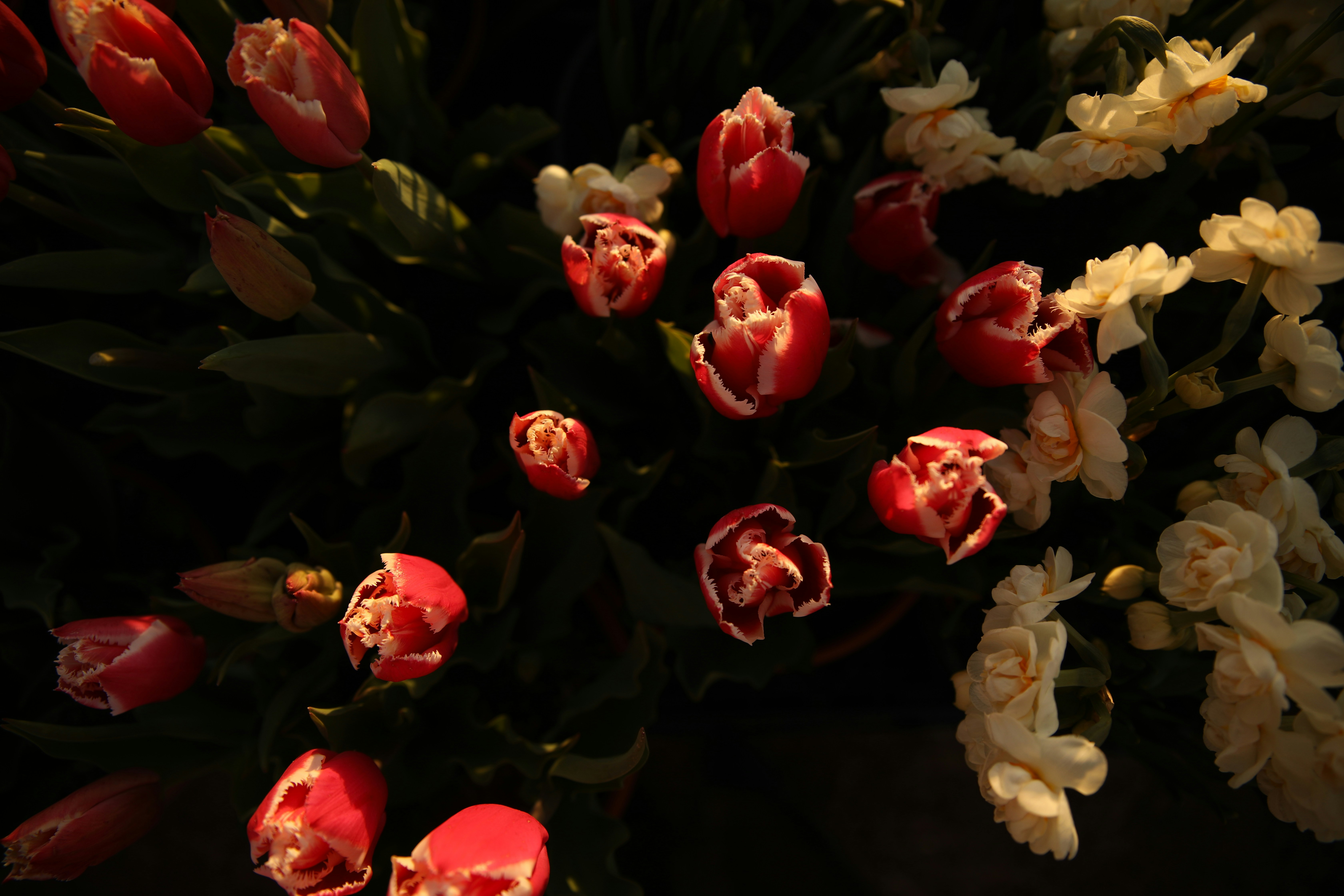 A Floral Symphony in Soft Light