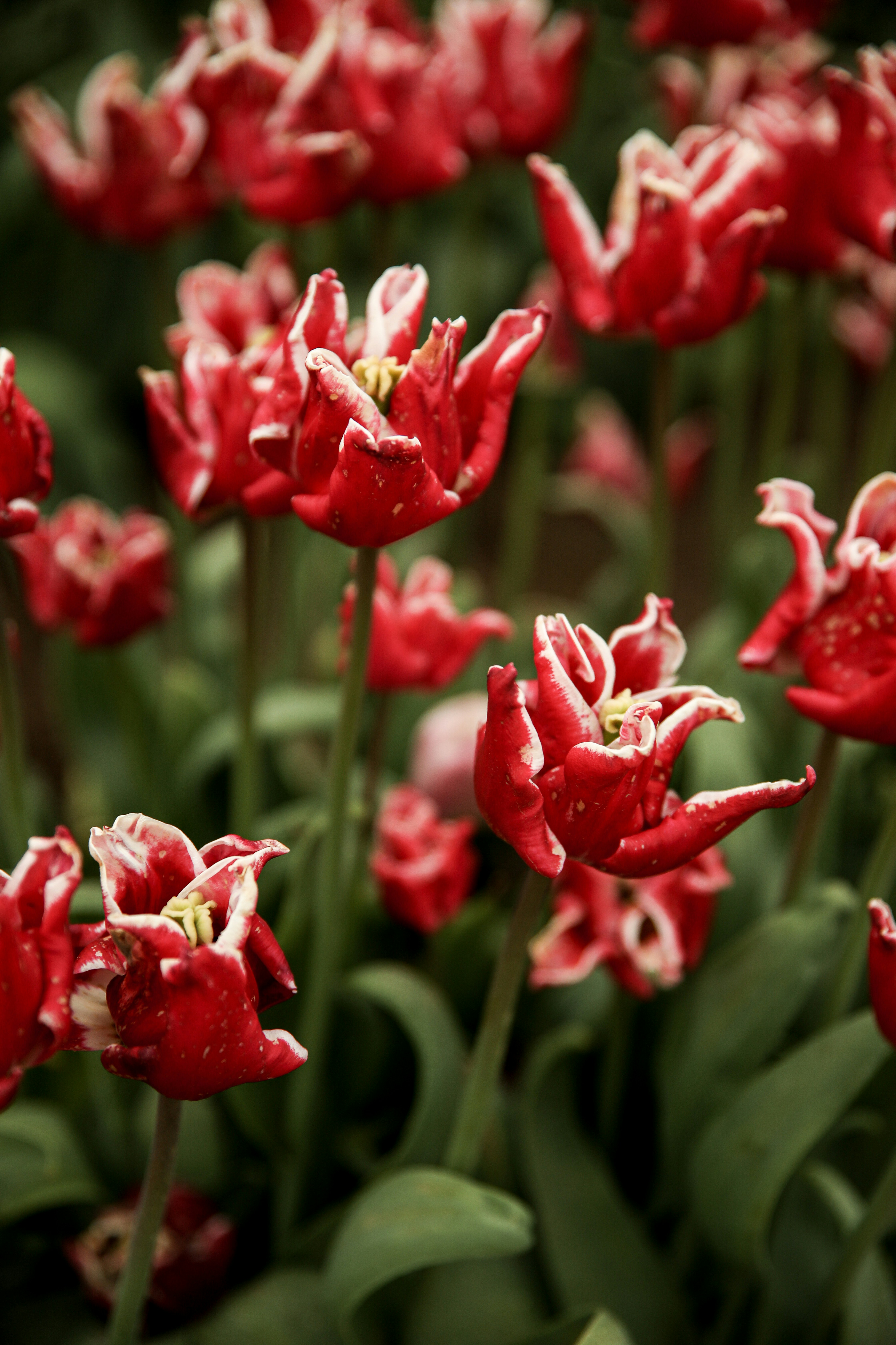 Crimson Tulips in Velvet Focus: A Close-Up Garden Portrait